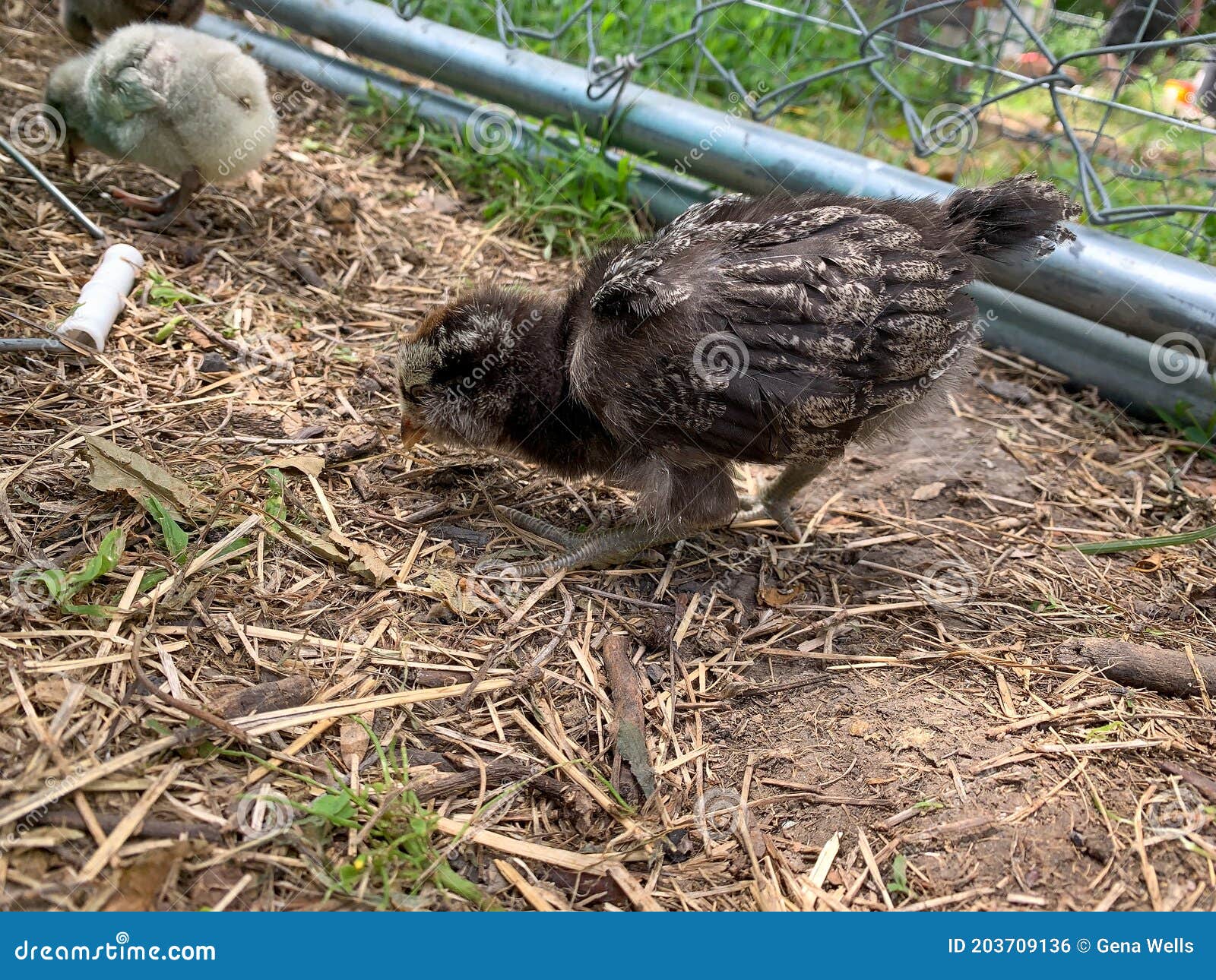 Side Angle View of Baby Easter Egger Chick in the Backyard Stock Photo ...