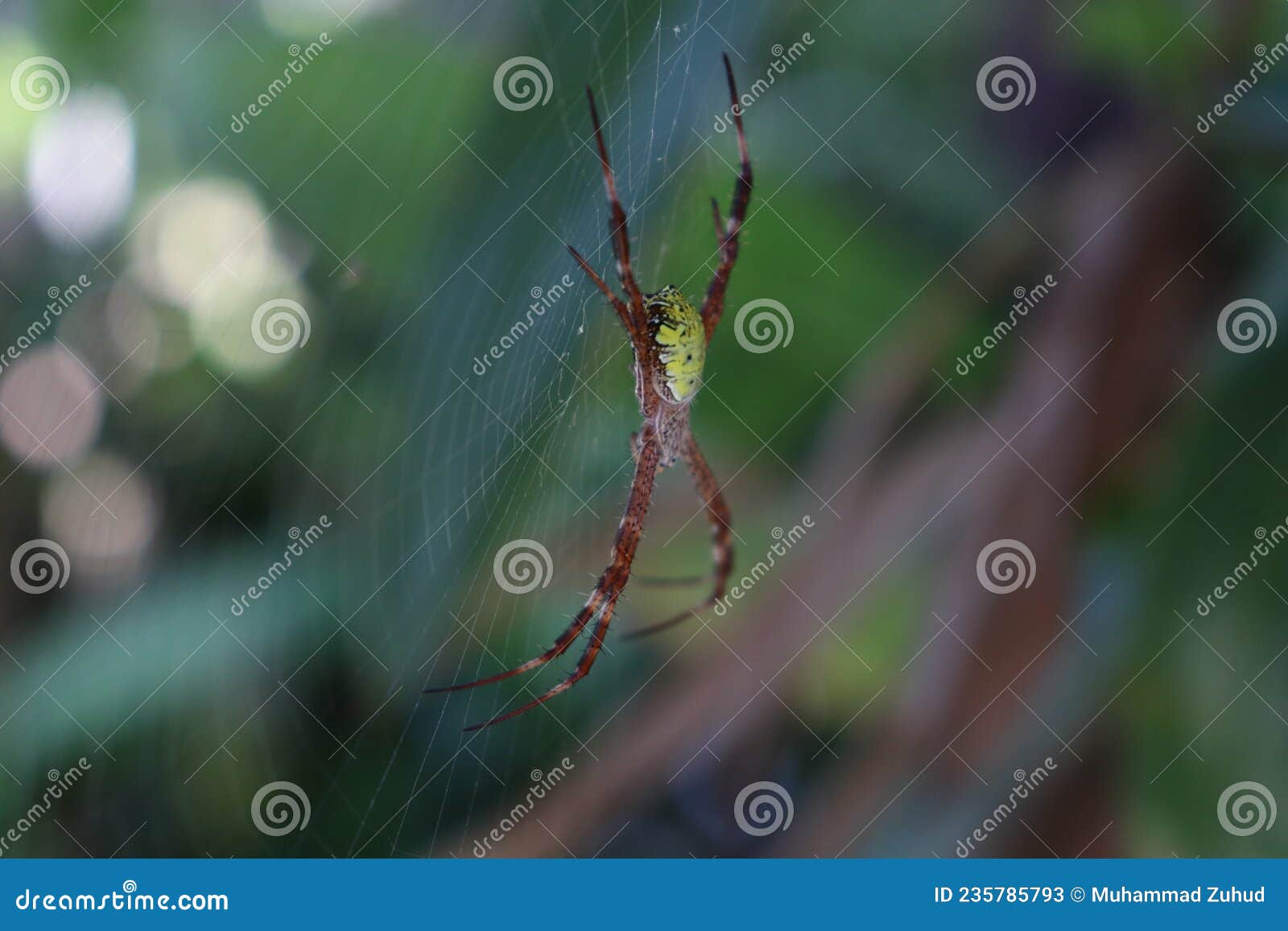 The spider stock image. Image of spider, view, angle - 235785793