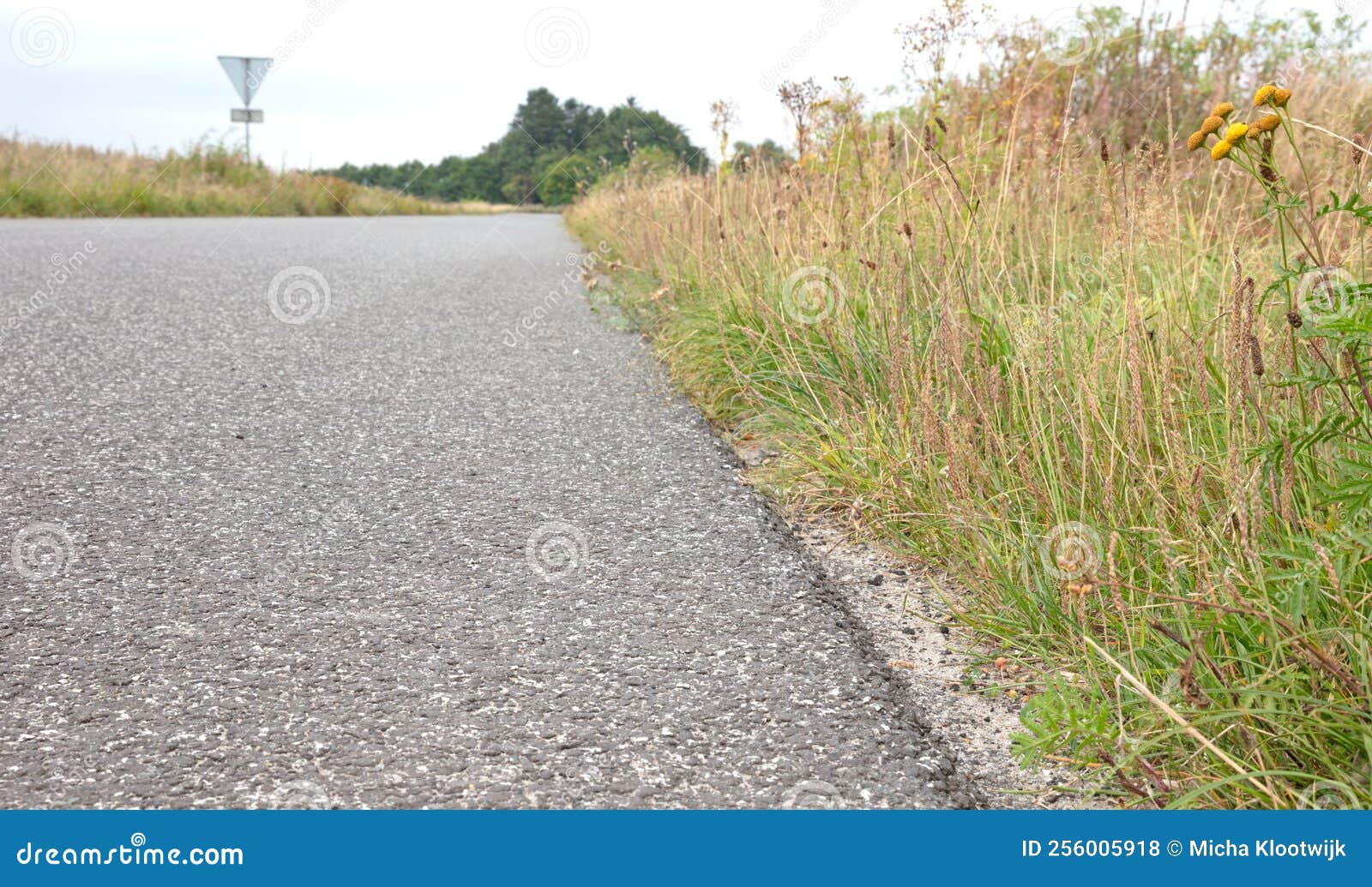 Side of an asphalt road stock photo. Image of grass - 256005918