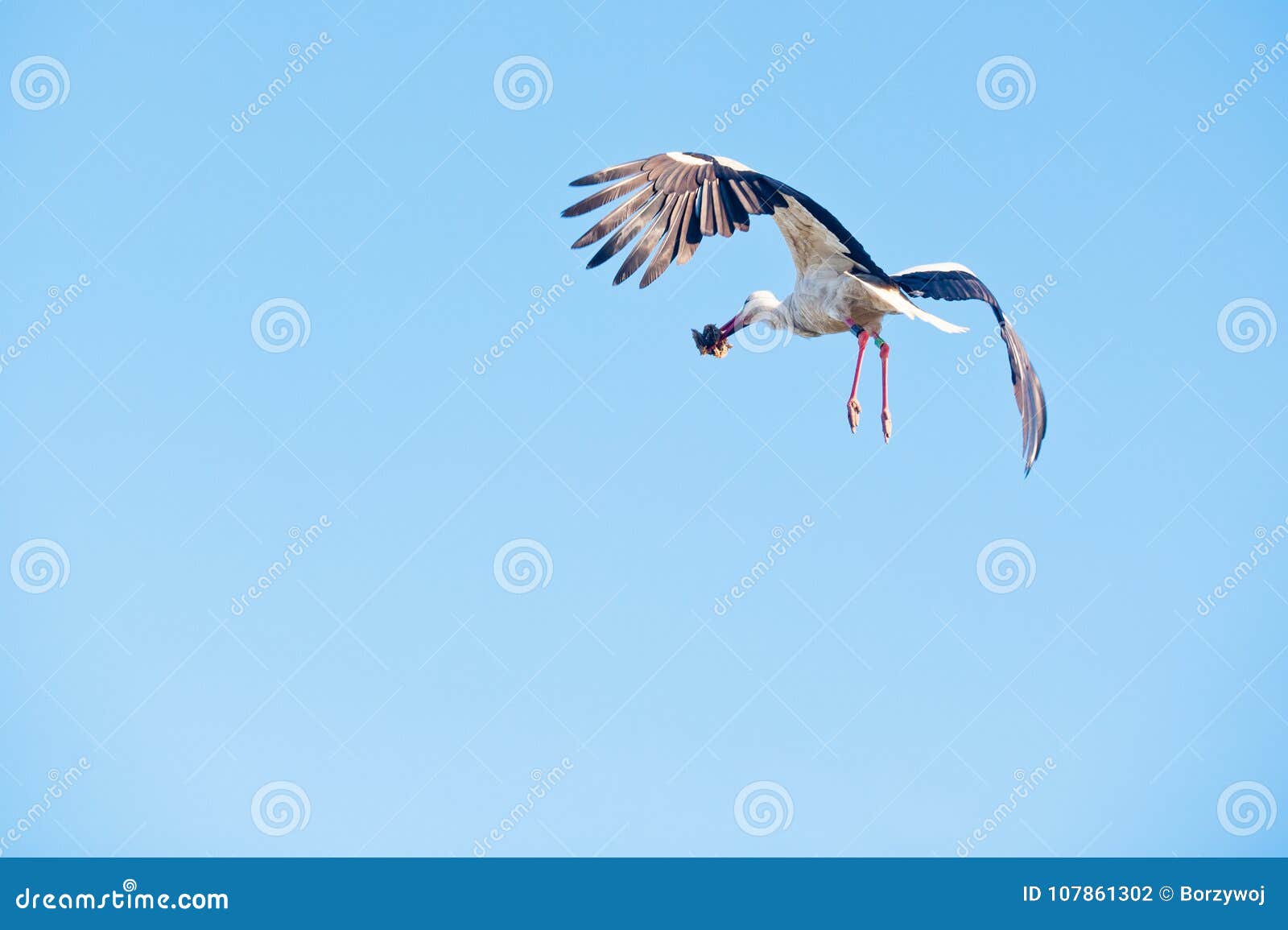 Stork flying stock photo. Image of carrying, legs, high - 107861302