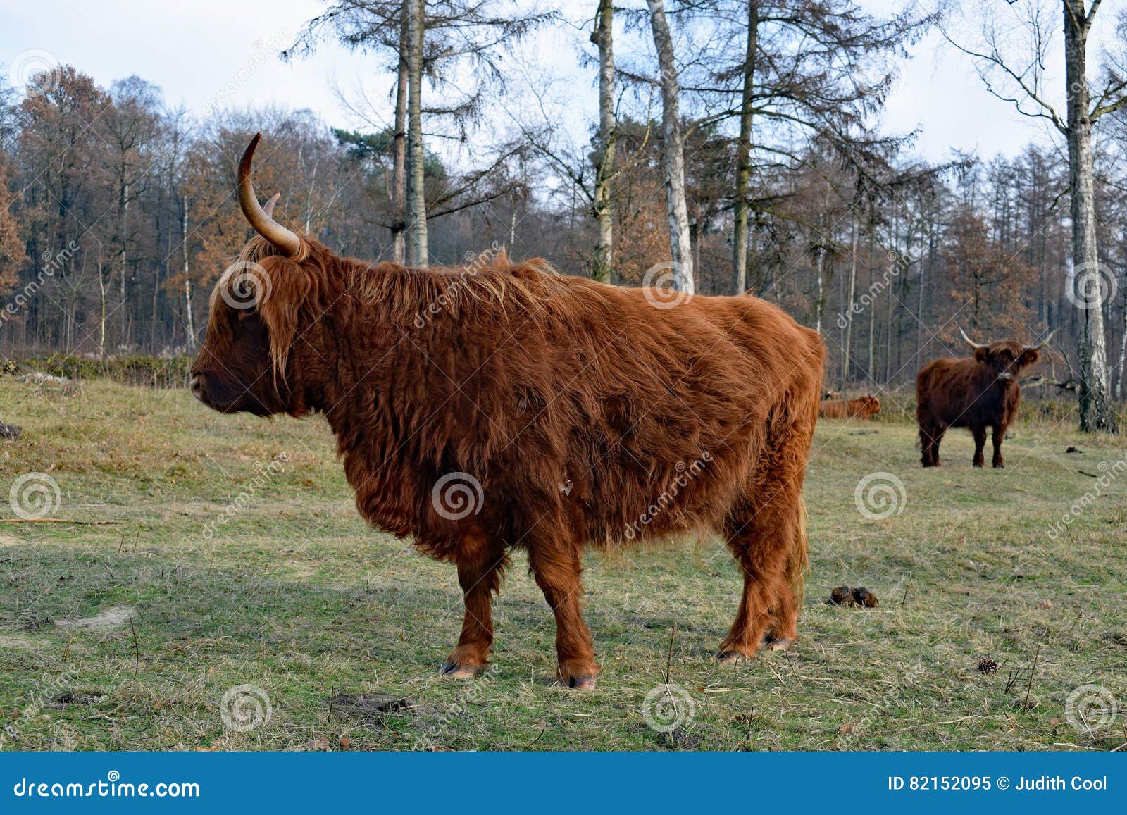 The Side of a Beautiful Highland Cow Stock Image - Image of long ...