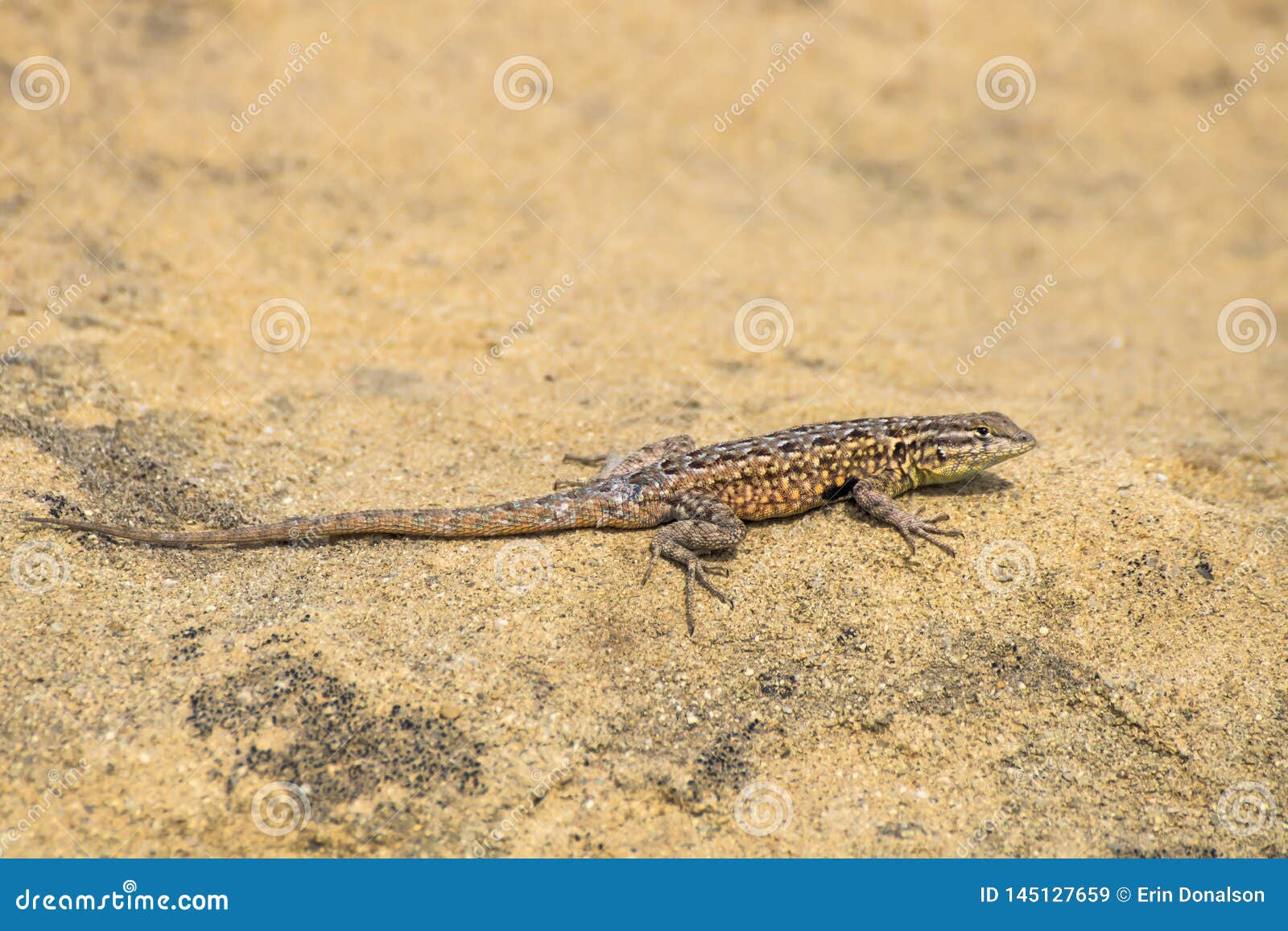 Side Blotched Lizard on Rock in California Stock Image - Image of ...