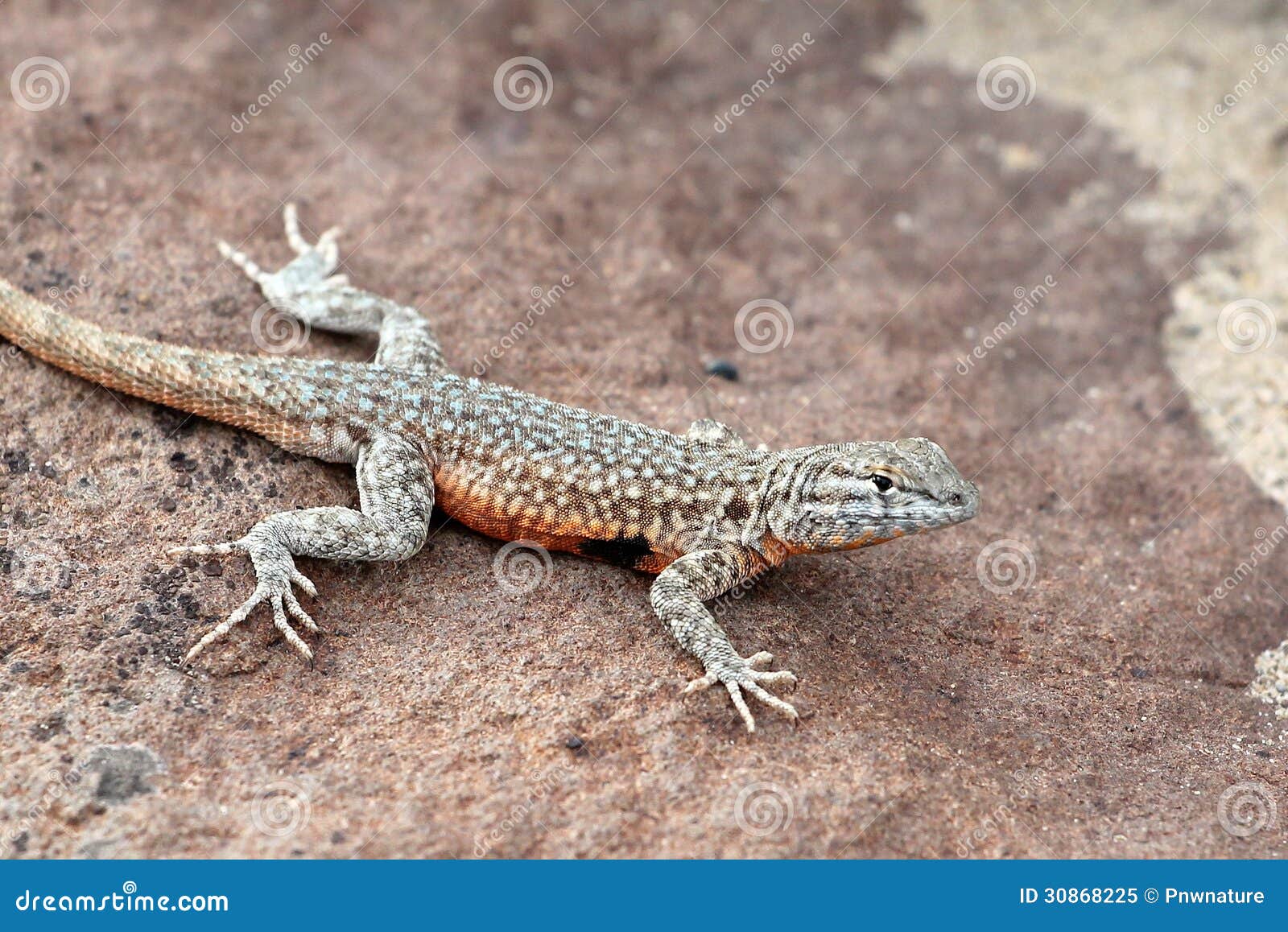 Side-blotched Lizard on a Rock Stock Image - Image of single ...