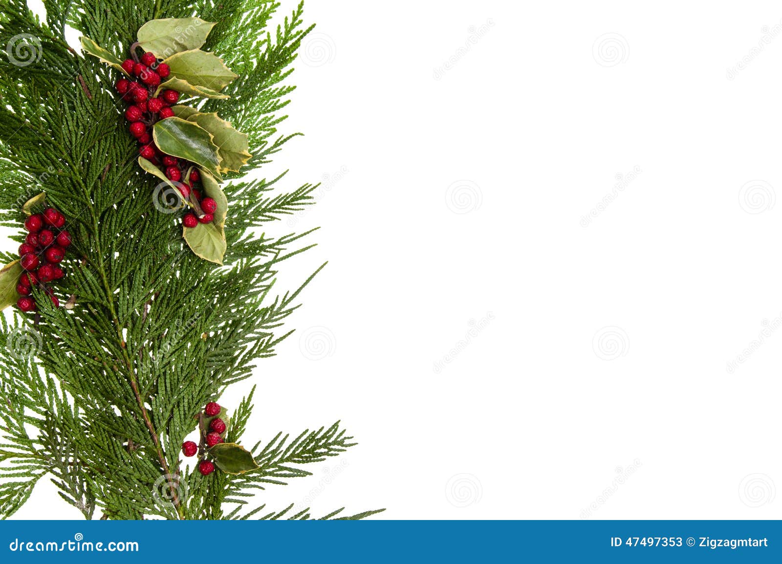 Side Border of Cedar Boughs Stock Image - Image of berries, plants ...