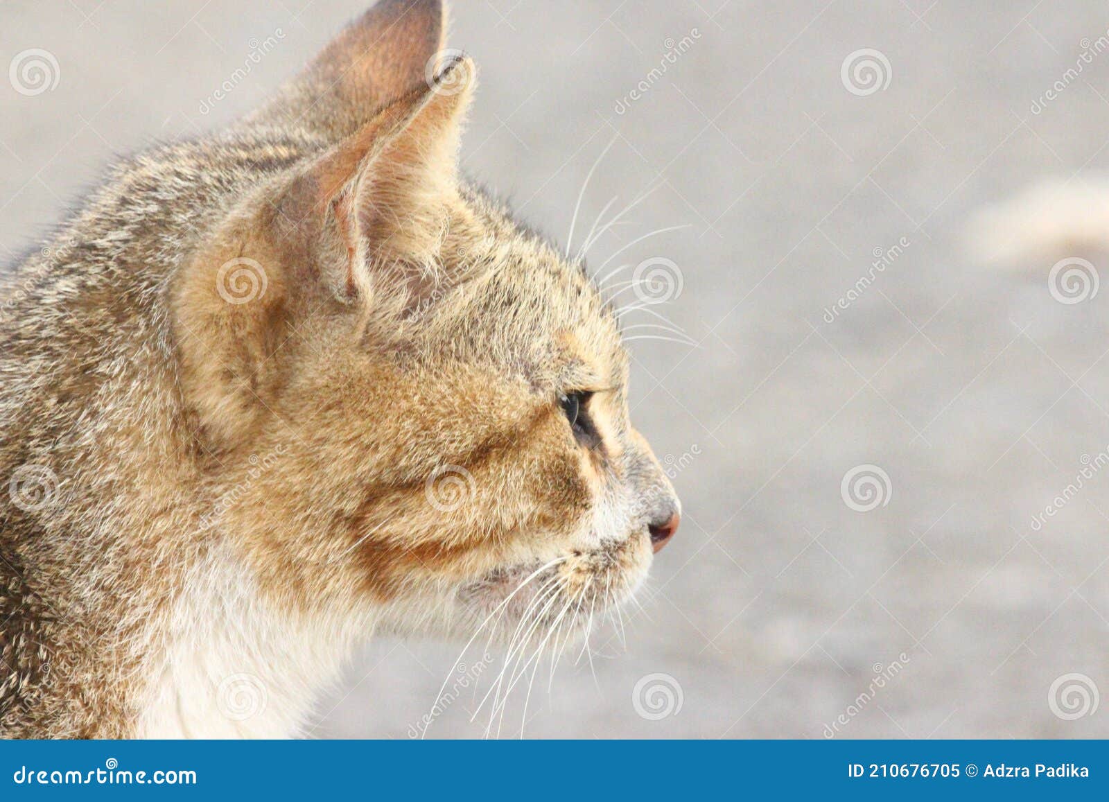 The side of cat stock image. Image of mammal, carnivore - 210676705