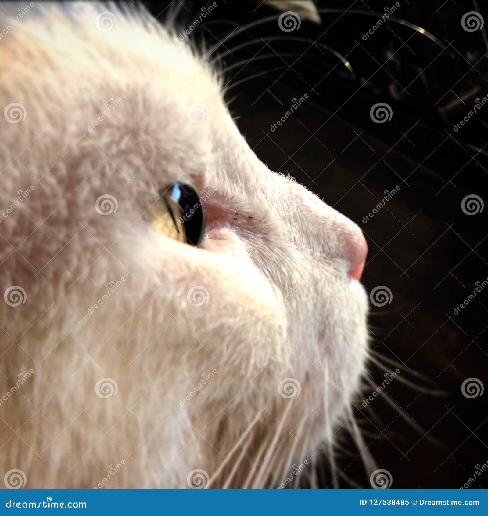 Sweet kitty stock image. Image of side, cats, sweet - 127538485