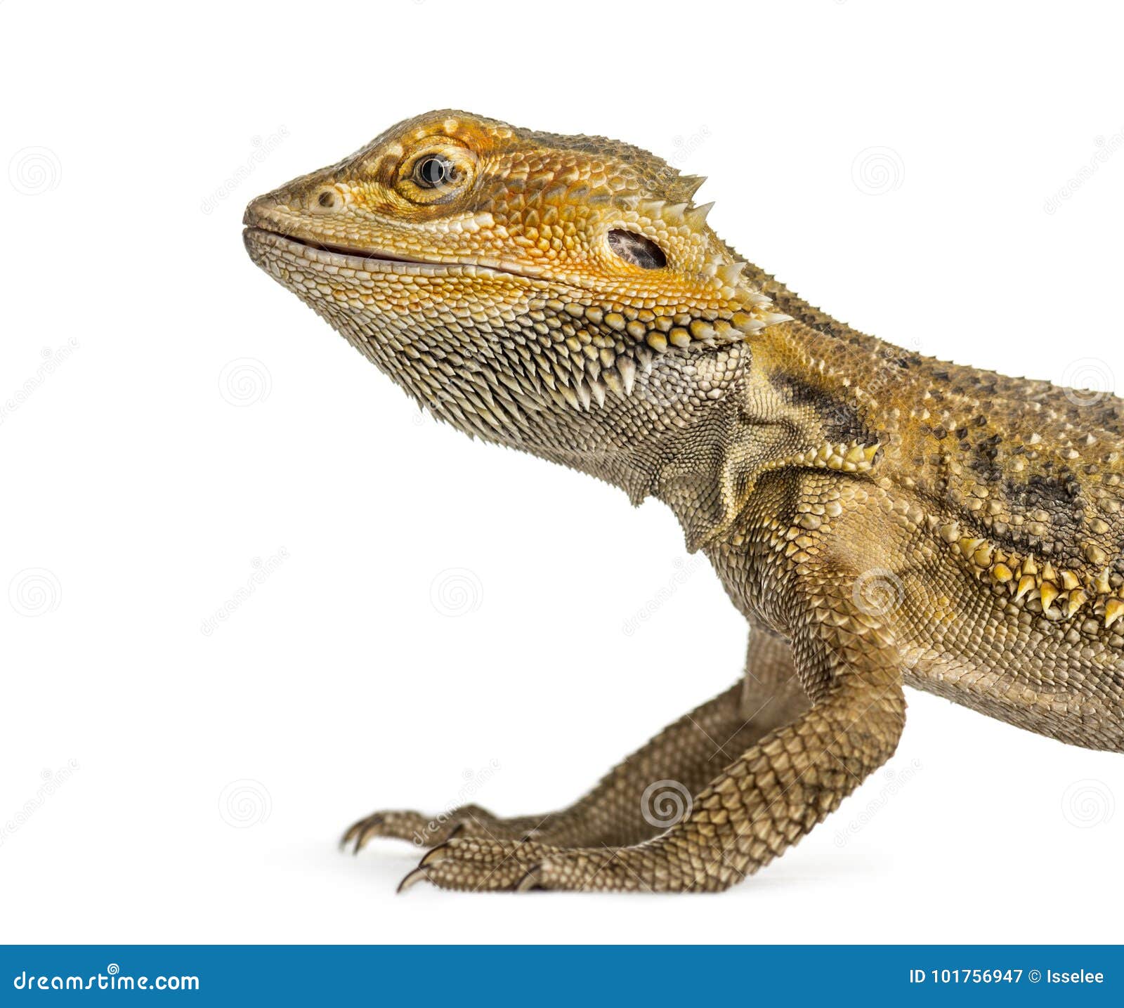 Side Close-up of a Bearded Dragon, Stock Image - Image of yellow ...
