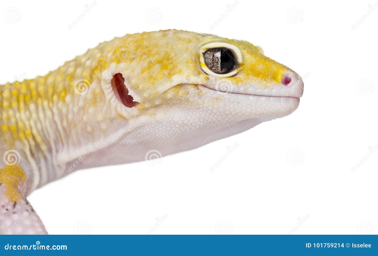 Side Close-up of a Gecko, Isolated Stock Photo - Image of gecko, side ...