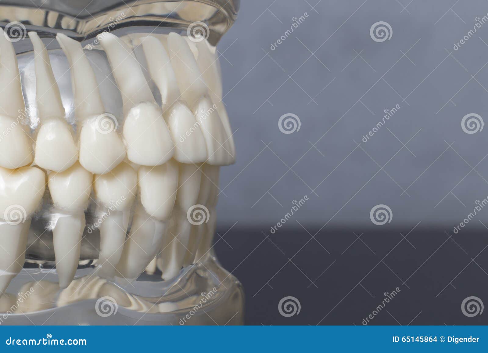 Side Close Up View of Teeth Model Stock Photo - Image of healthcare ...