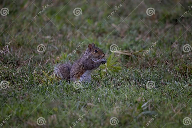 Side Closeup of an Eastern Gray Squirrel Running on the Yellowing Grass ...