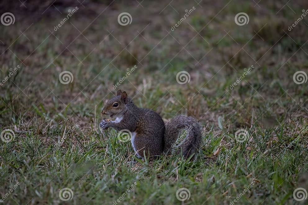 Side Closeup of an Eastern Gray Squirrel Running on the Yellowing Grass ...