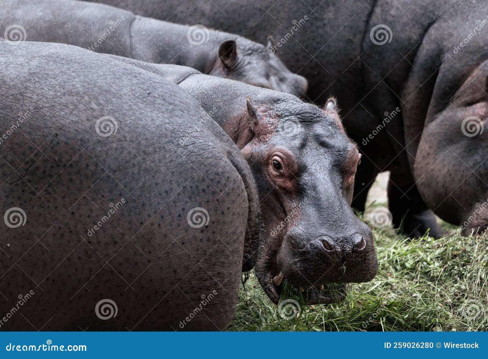 Side Closeup of Hippos Eating Grass on the Farm Stock Photo - Image of ...
