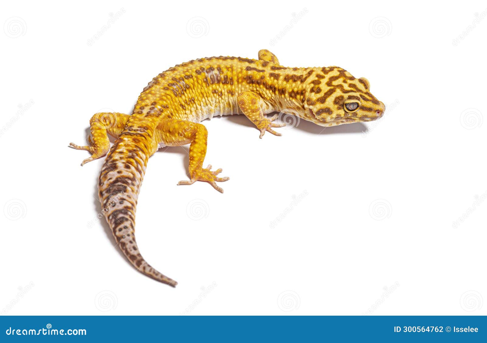 Side and Dorsal View of Leopard Gecko, Eublepharis Macularius, Isolated ...