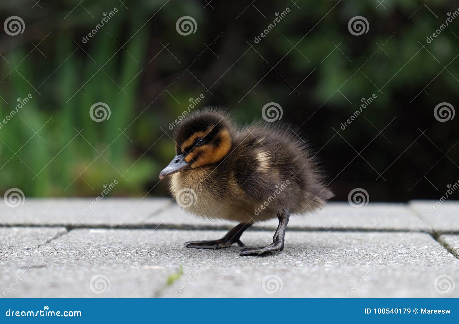 Duckling 2 stock image. Image of nature, life, orange - 100540179