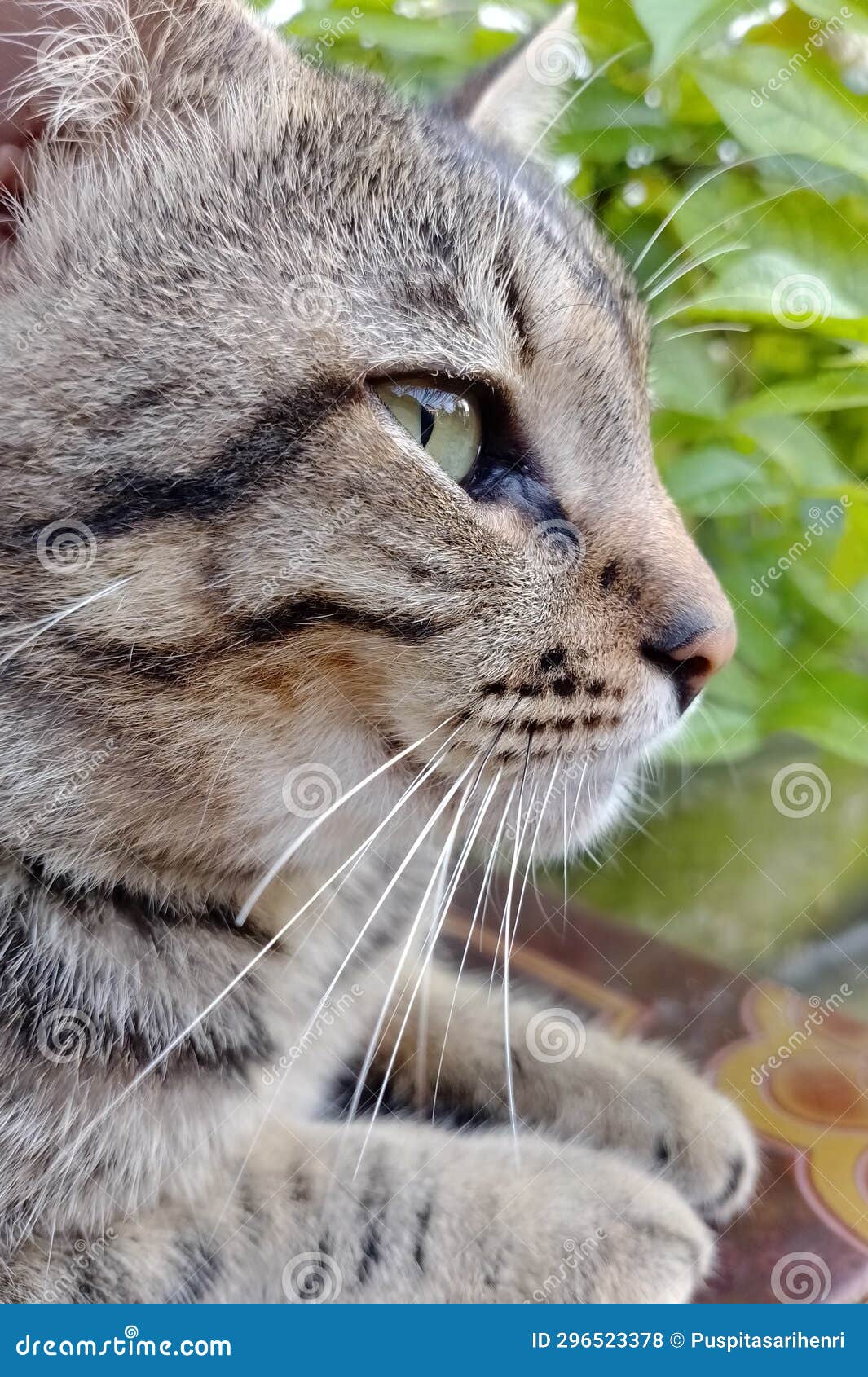Side Face of Black Grey Cat Stock Photo - Image of face, grey: 296523378