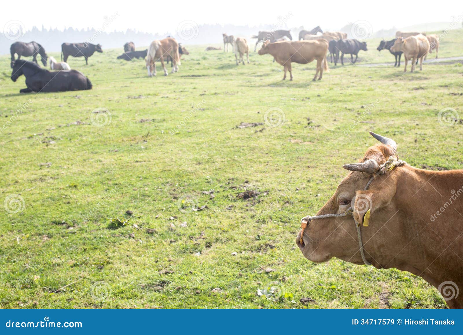 Side face of cow stock image. Image of farm, grass, creature - 34717579