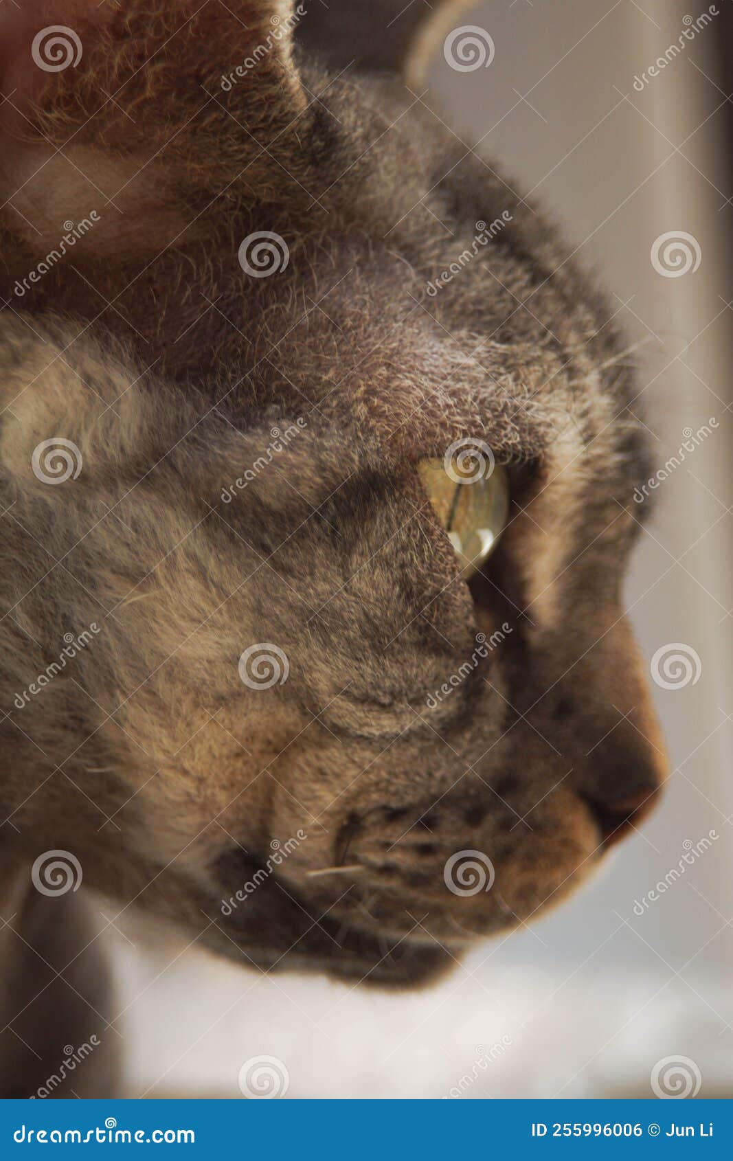 Side Face of Kitten the Devon Cat Looking Forward To Something Stock ...