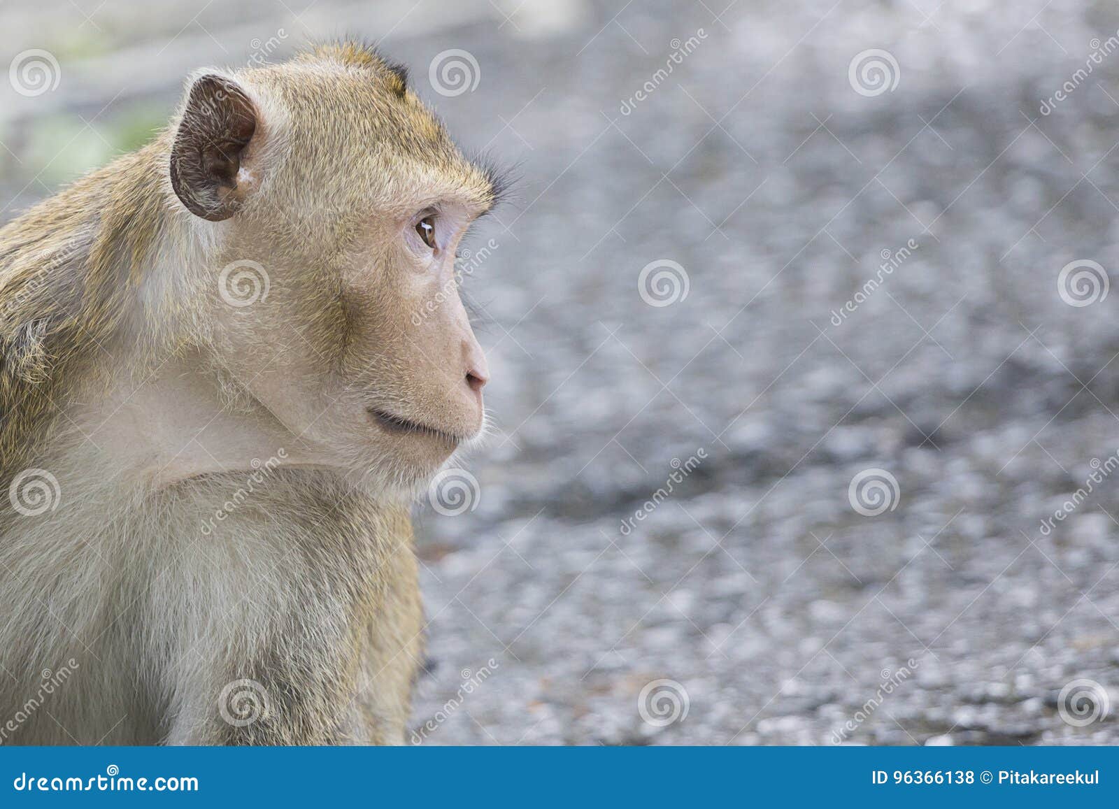 Side Face of Monkey with Copy Space. Stock Photo - Image of funny ...
