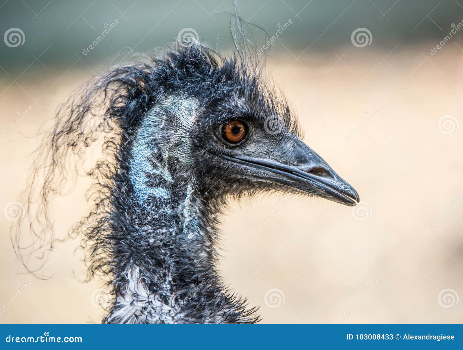 Emu portrait stock image. Image of animal, hairstyle - 103008433