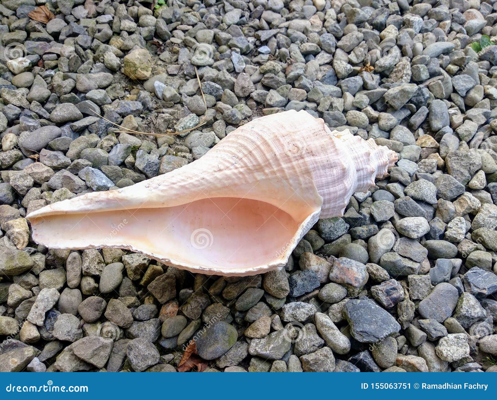 A Side Face of Seashell stock image. Image of stone - 155063751