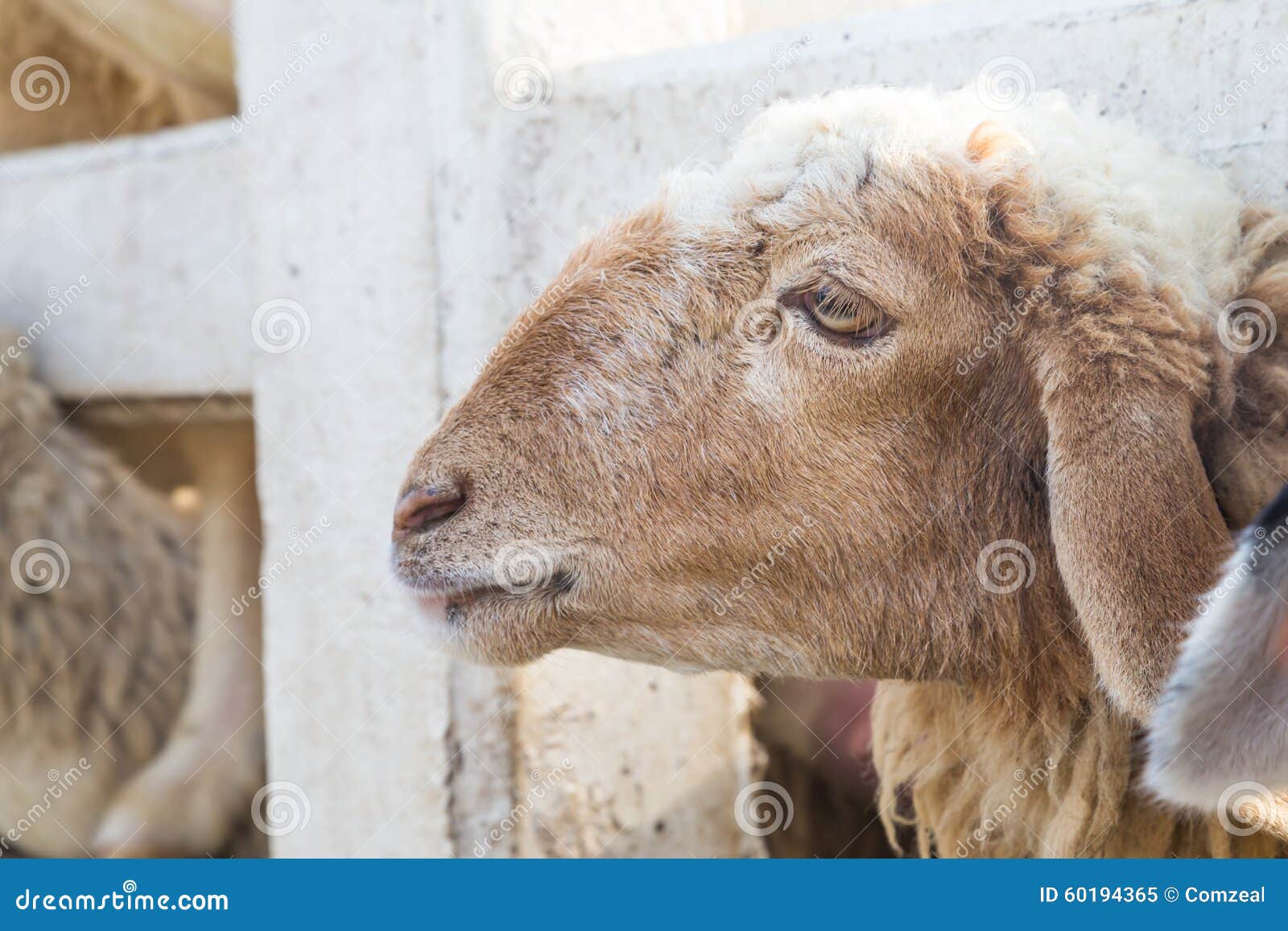 Side of Face Sheep in the Stall Stock Image - Image of agriculture ...