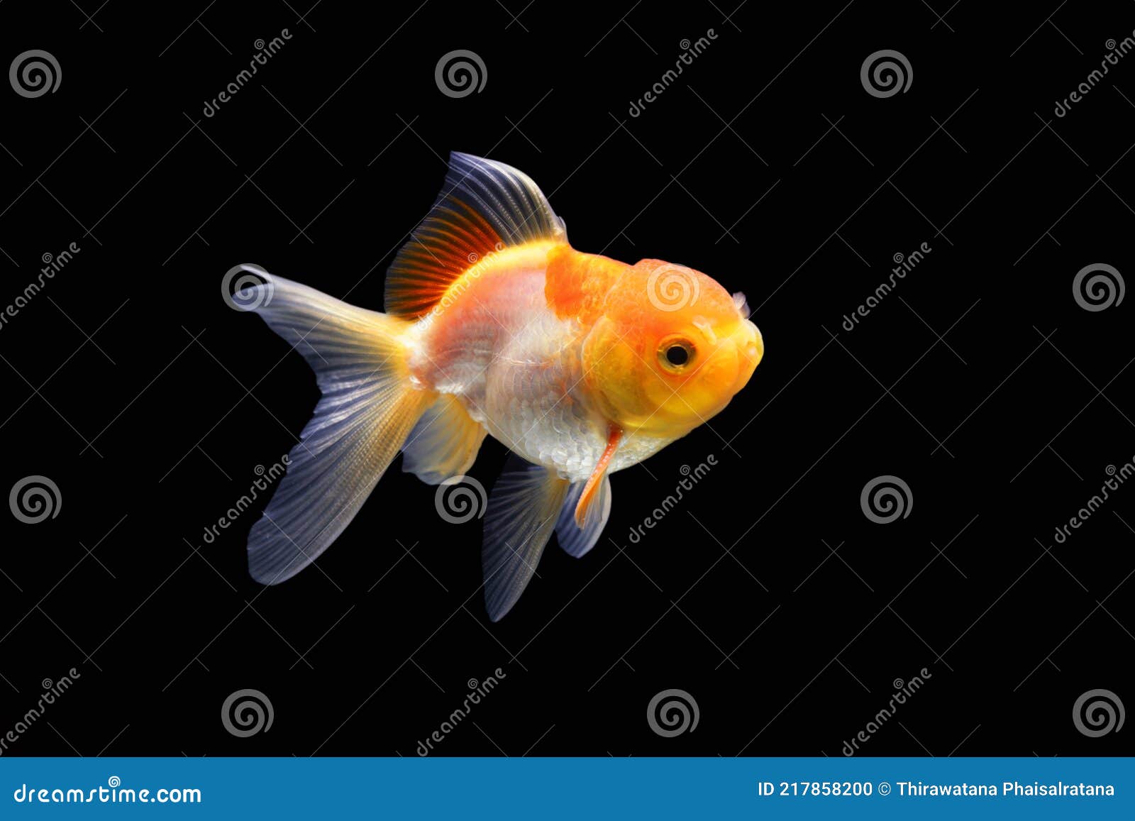 Side Goldfish Picture. Goldfish Isolated On Black Background ...