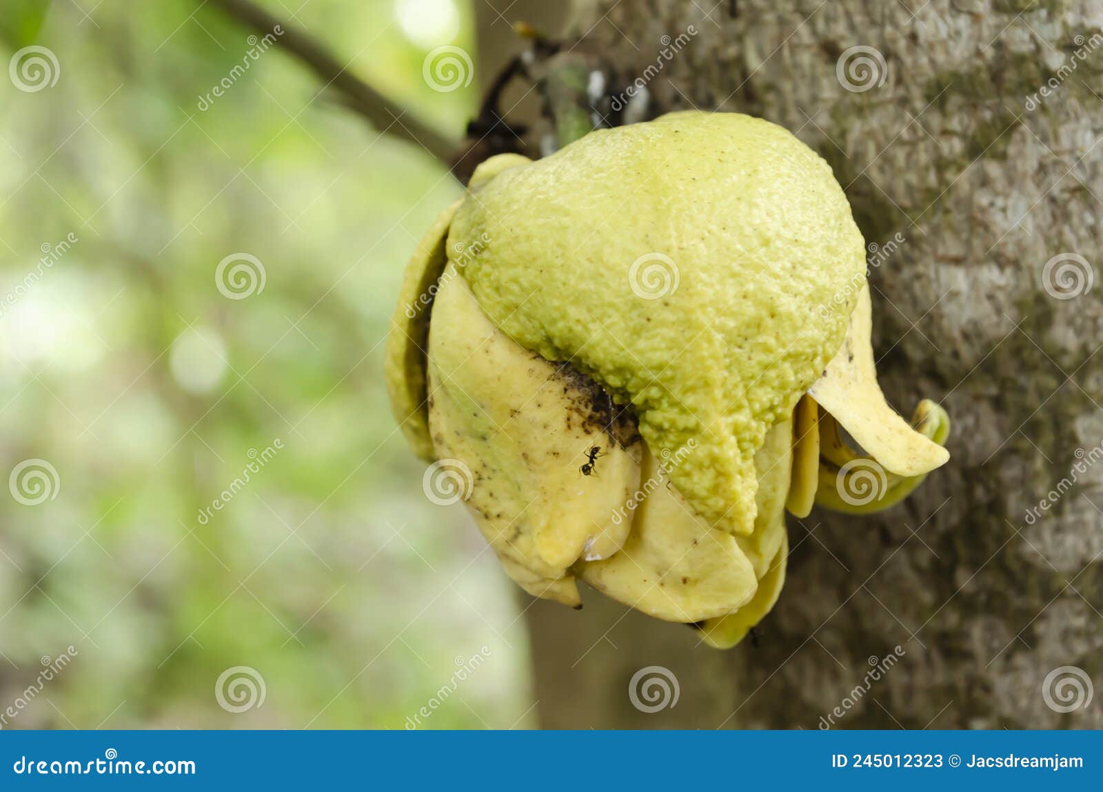 Side of Graviola Blossom stock image. Image of beauty - 245012323