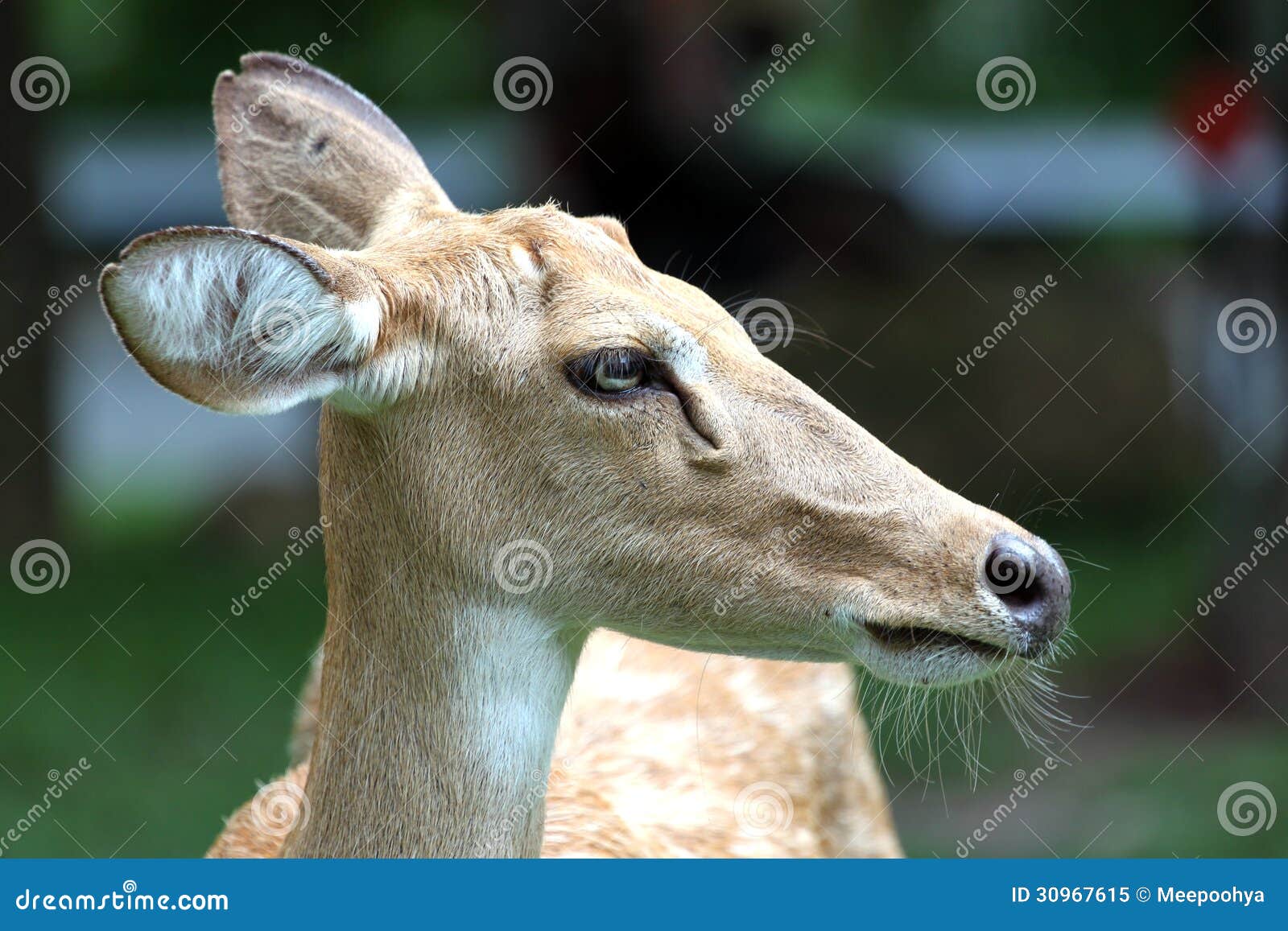 The side of the head deer. stock image. Image of herbivore - 30967615