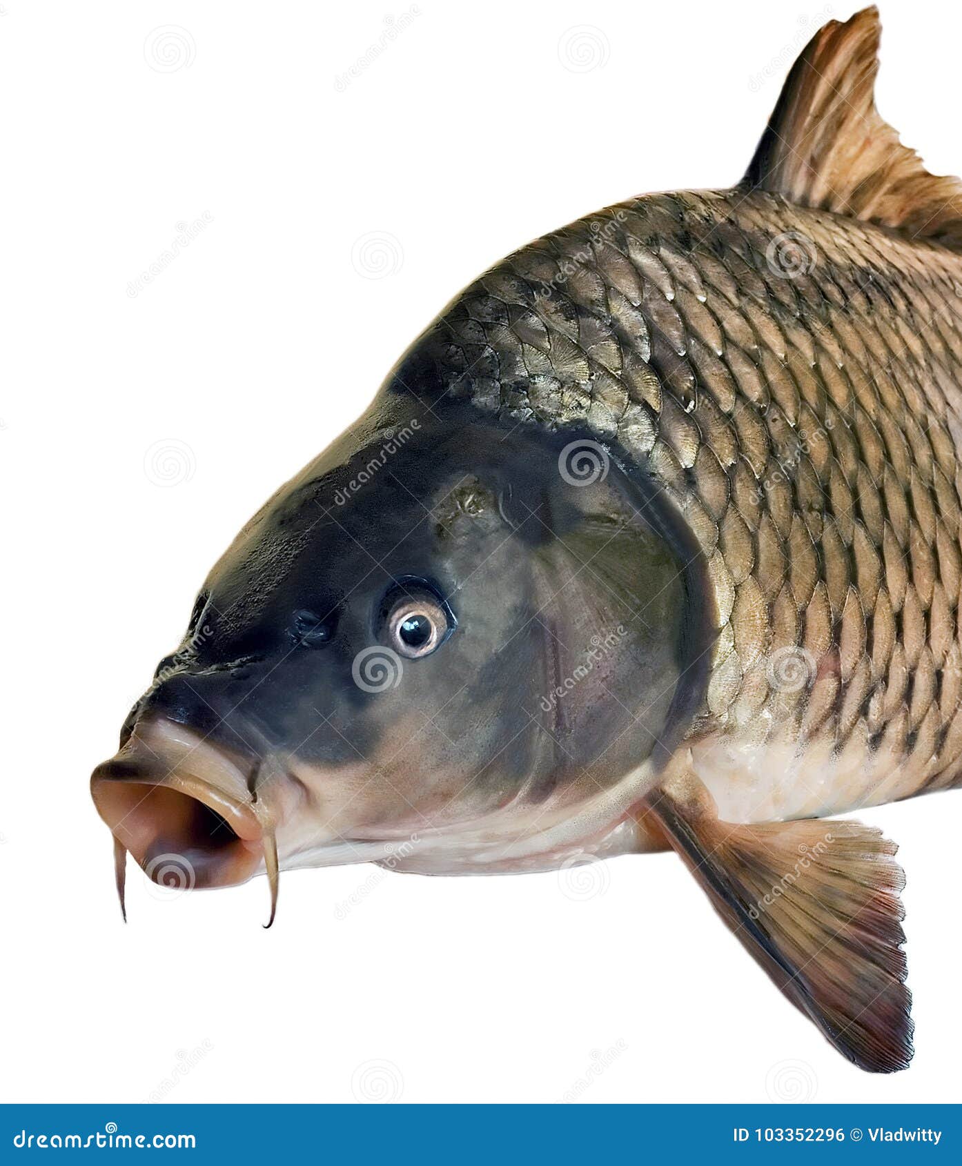 Side head fish big carp stock photo. Image of healthy - 103352296