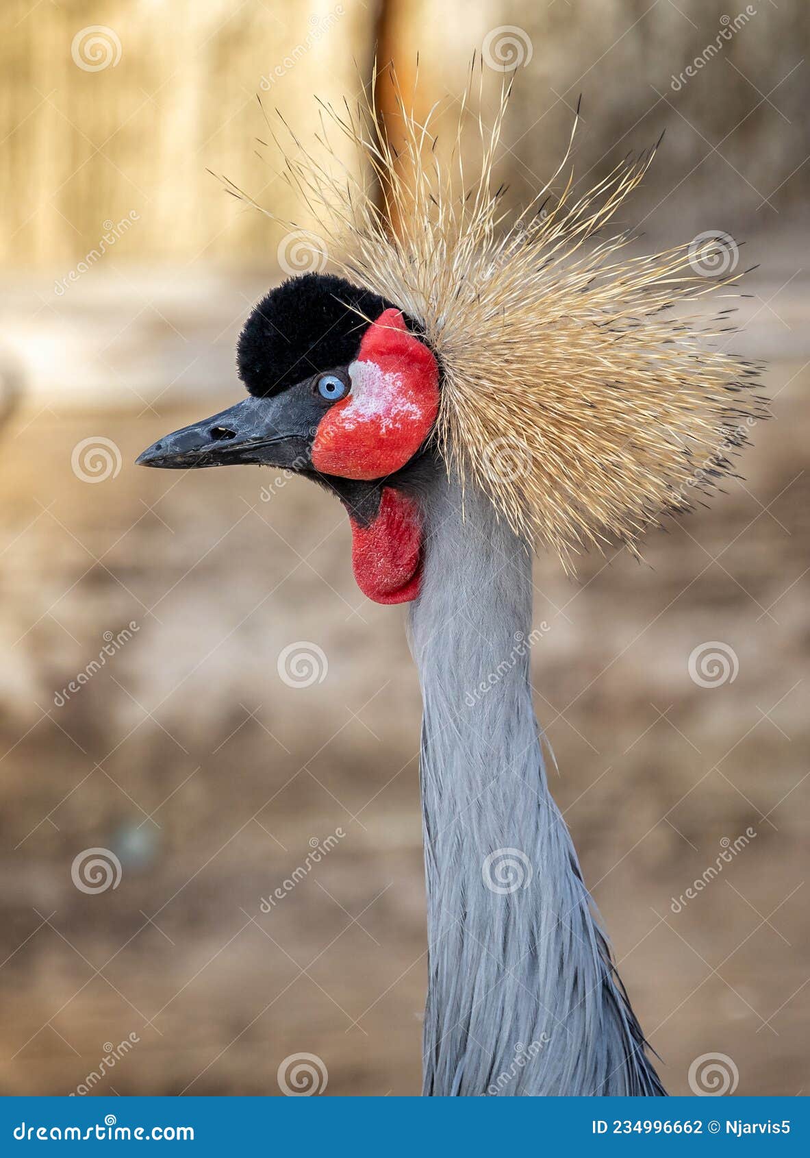 Side on Head and Neck Shot of a Grey Crested Crane Stock Photo - Image ...