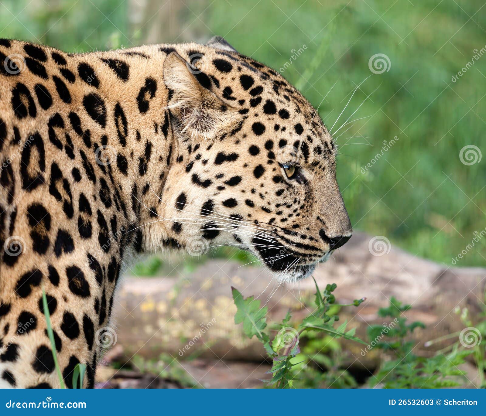 Side Head Shot of Amur Leopard Stock Image - Image of orientalis, fauna ...
