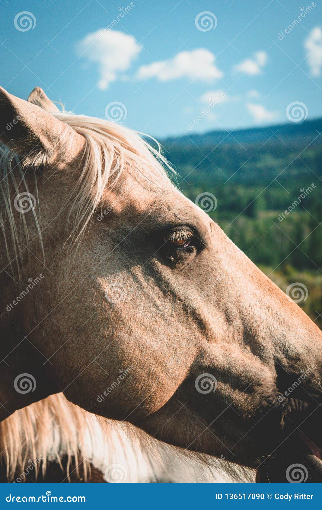 Sunny horse stock photo. Image of mane, side, equestrian - 136517090