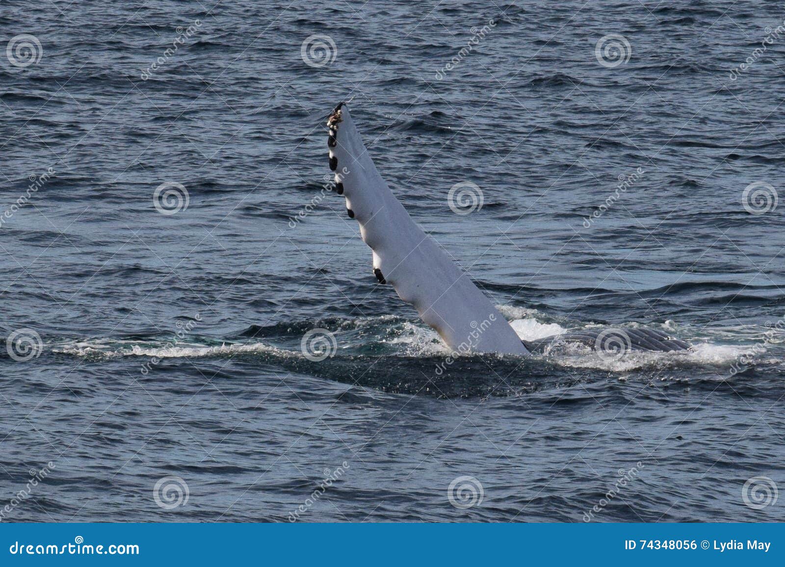 Side of the Humpback Whale with Flippers Stock Photo - Image of nature ...