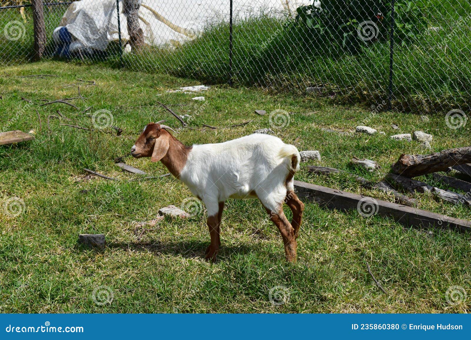 Side Image of a Goat Inside a Corral on a Farm Stock Photo - Image of ...