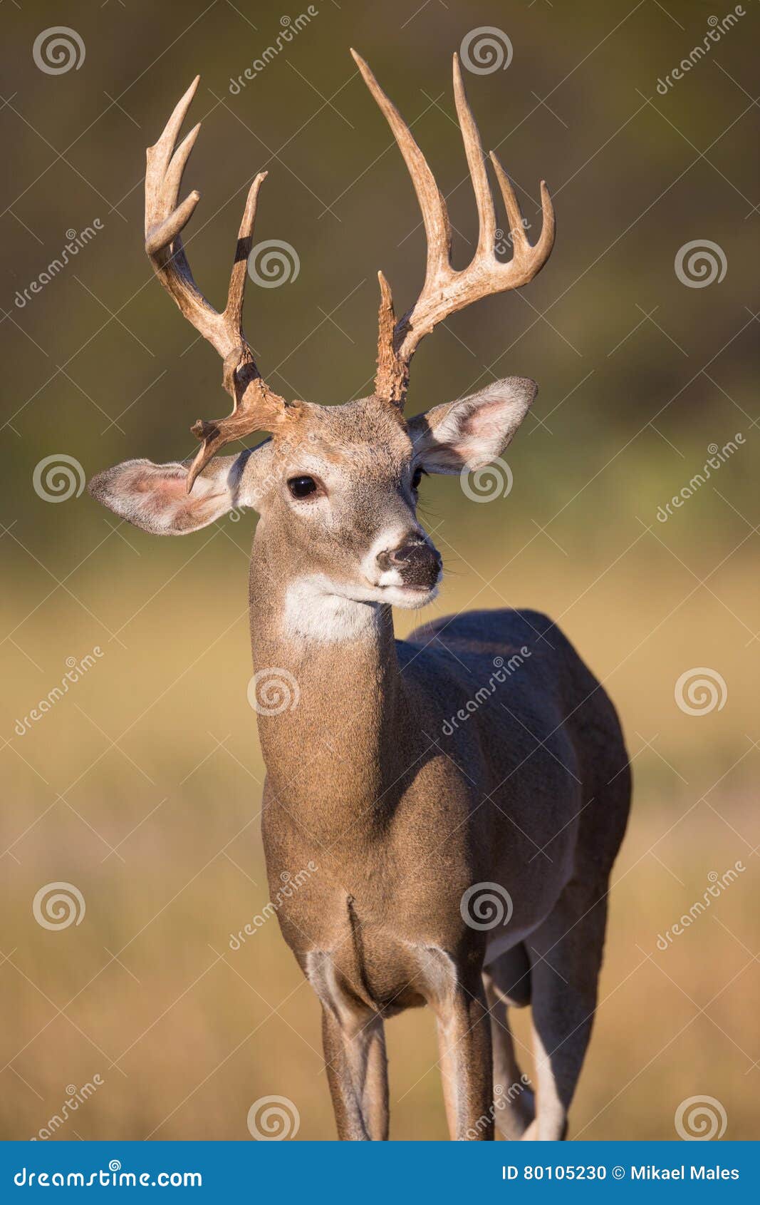Side Kicker on Whitetail Buck Stock Photo - Image of boone, rack: 80105230