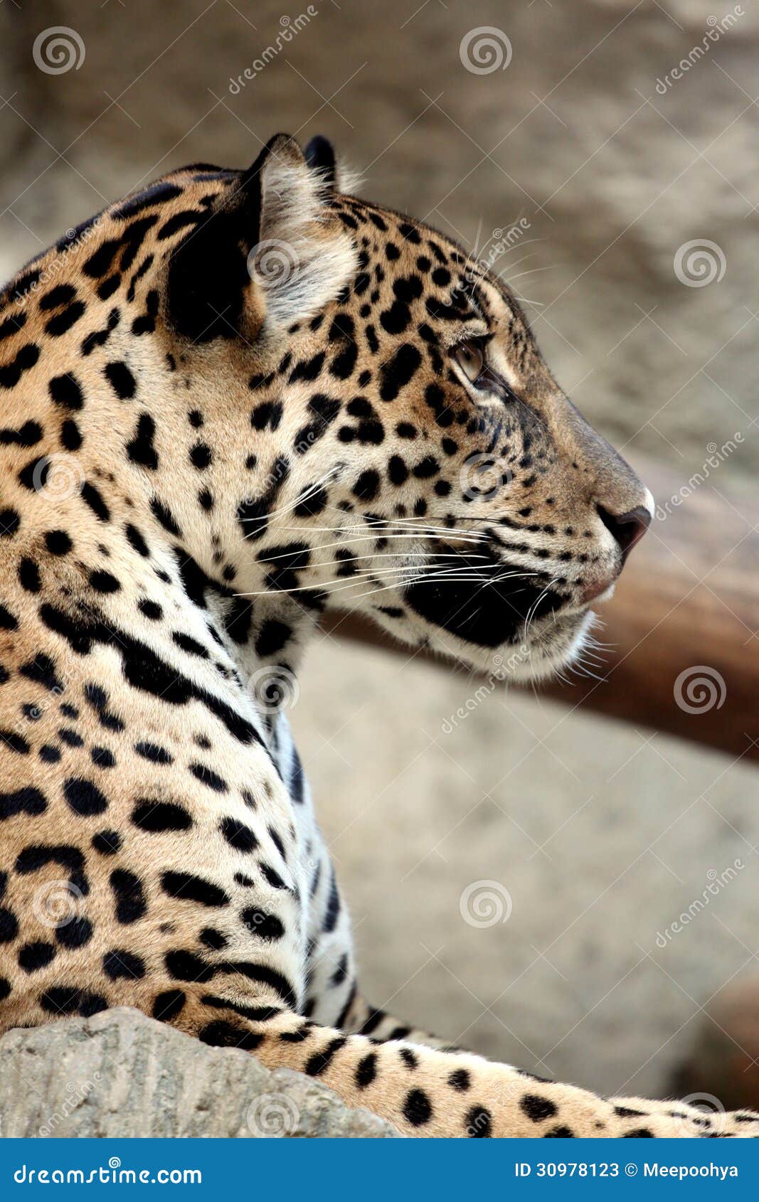 Side of leopard. stock image. Image of beauty, orange - 30978123