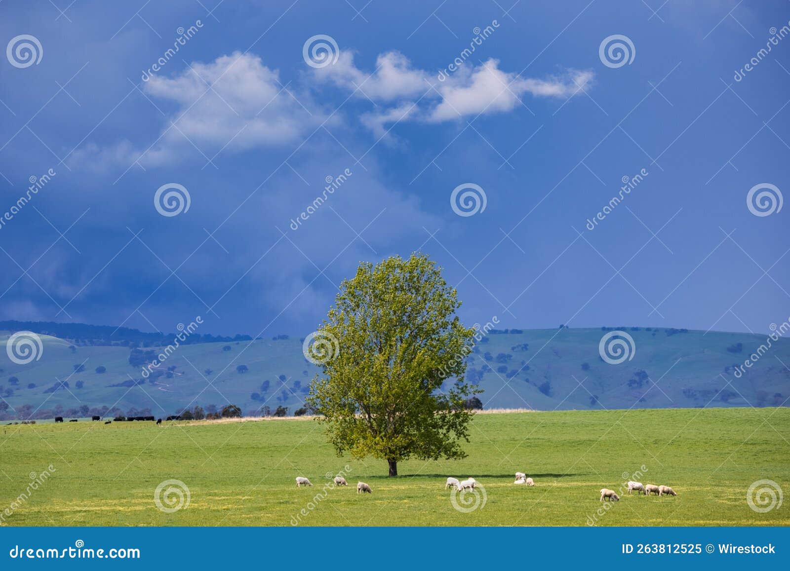 Side-lit Tree in Field with Sheep and Dramatic Stormy Sky and Clouds ...