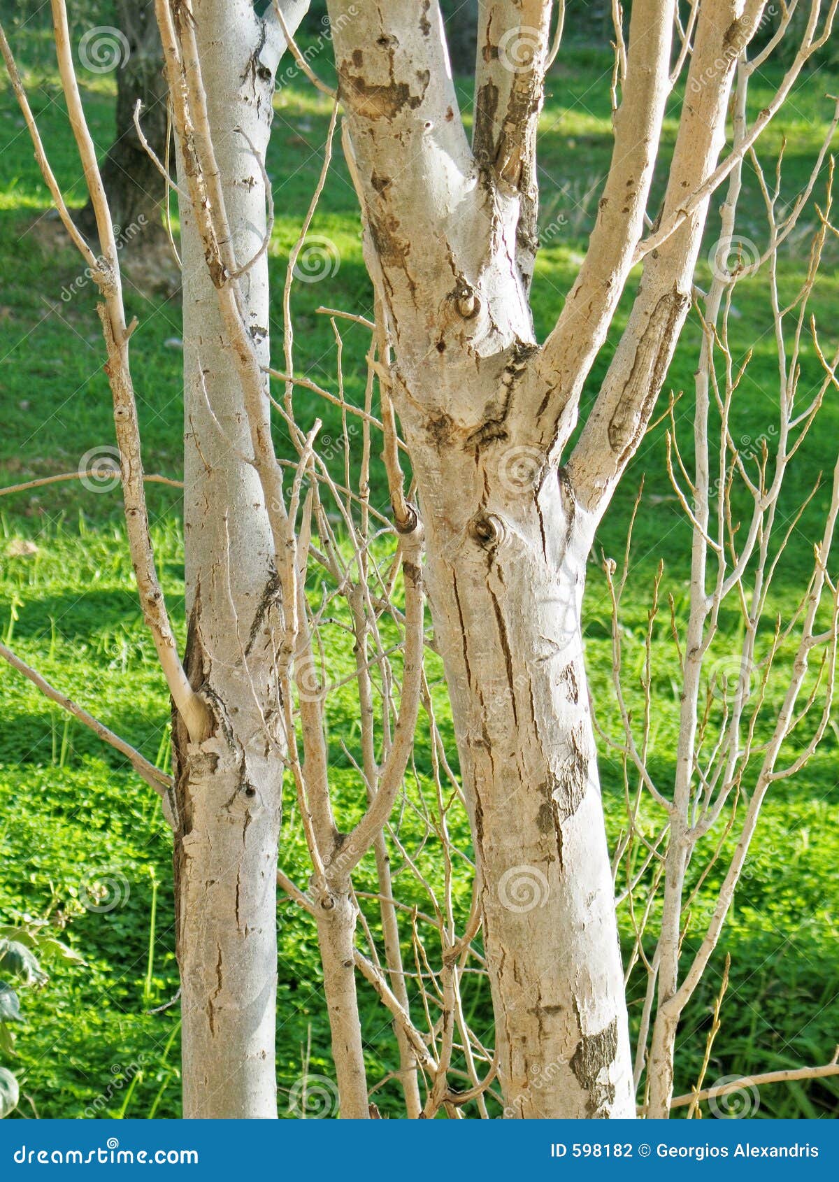 Side-lit Tree Trunks stock photo. Image of plantation, branch - 598182