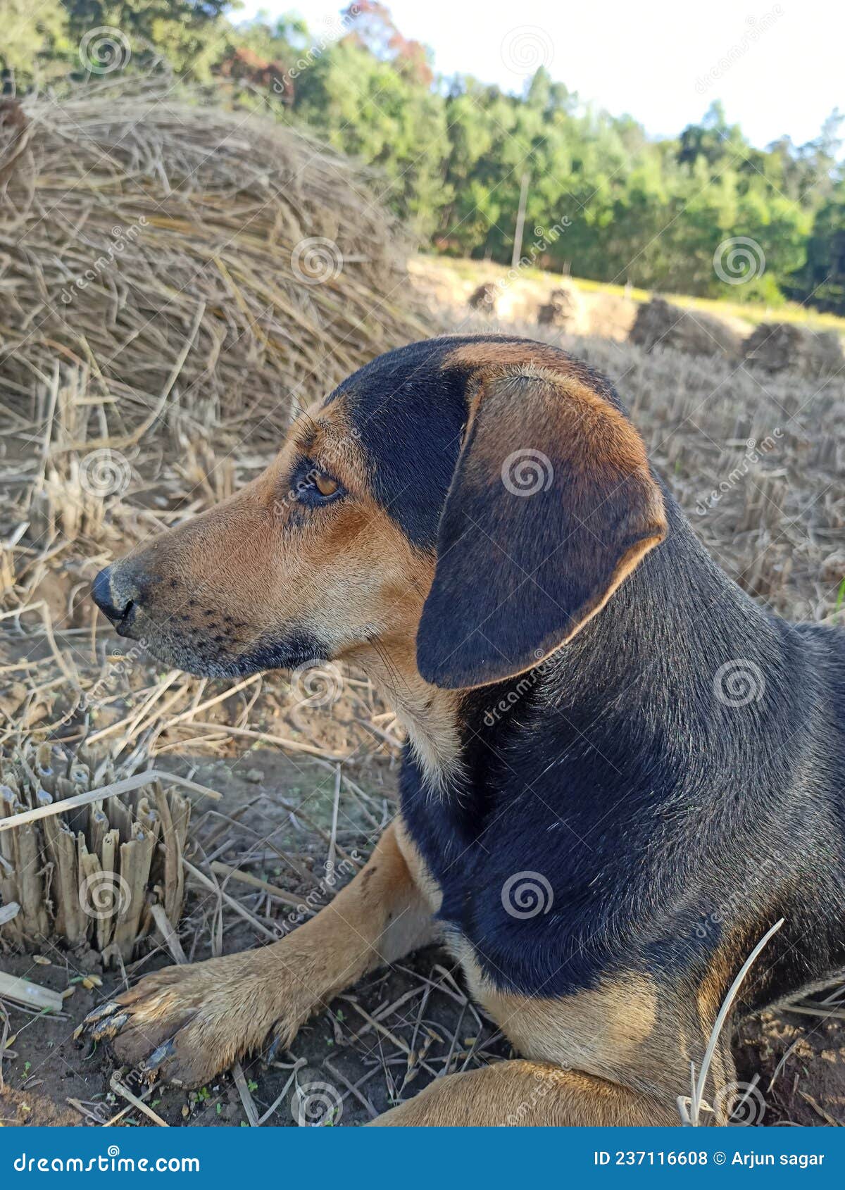 Side look of a dog stock photo. Image of bird, mammal - 237116608