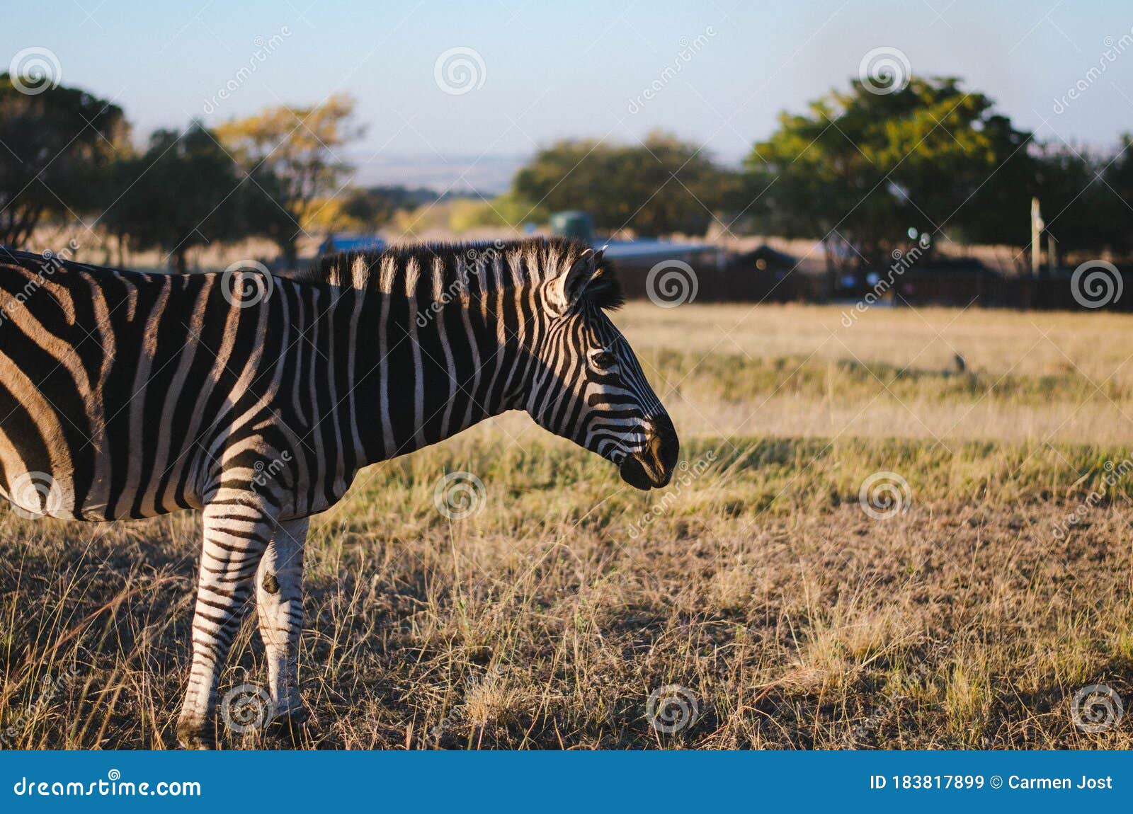 A Side Look from a Single Zebra in the Savannah Stock Image - Image of ...