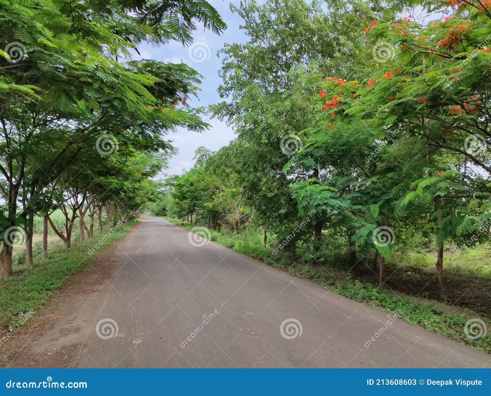 2 Side Natural Tree on Road Stock Image - Image of roadside, soil ...