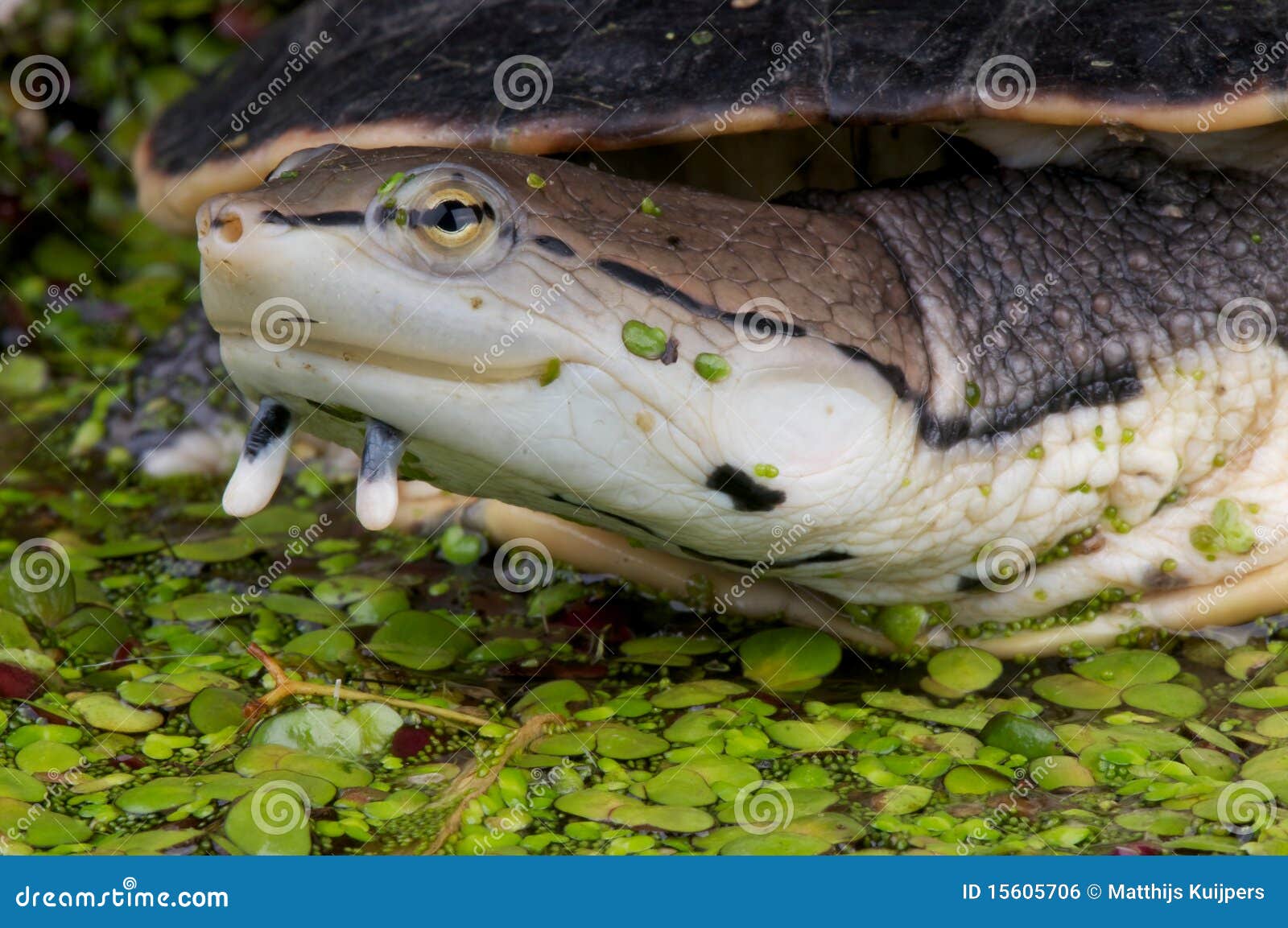 Side-necked turtle stock photo. Image of food, pond, pets - 15605706