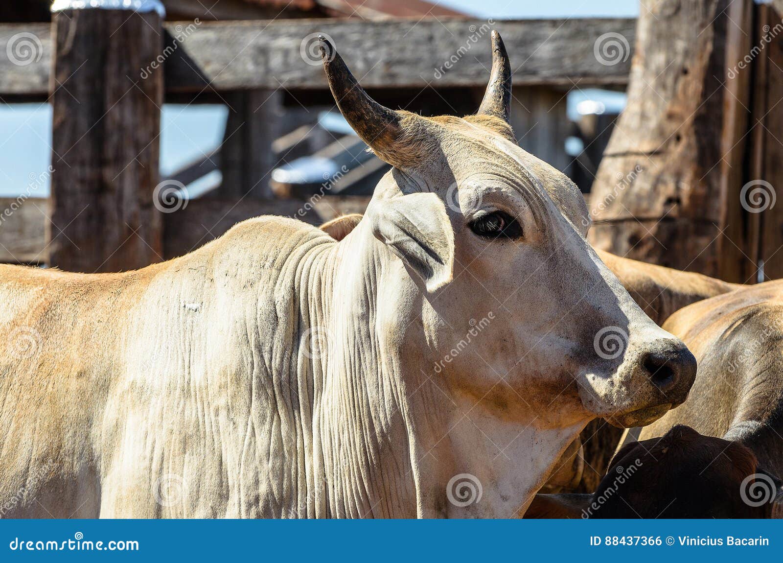 Side of an Ox with Horns in the Corral of the Farm Stock Photo - Image ...