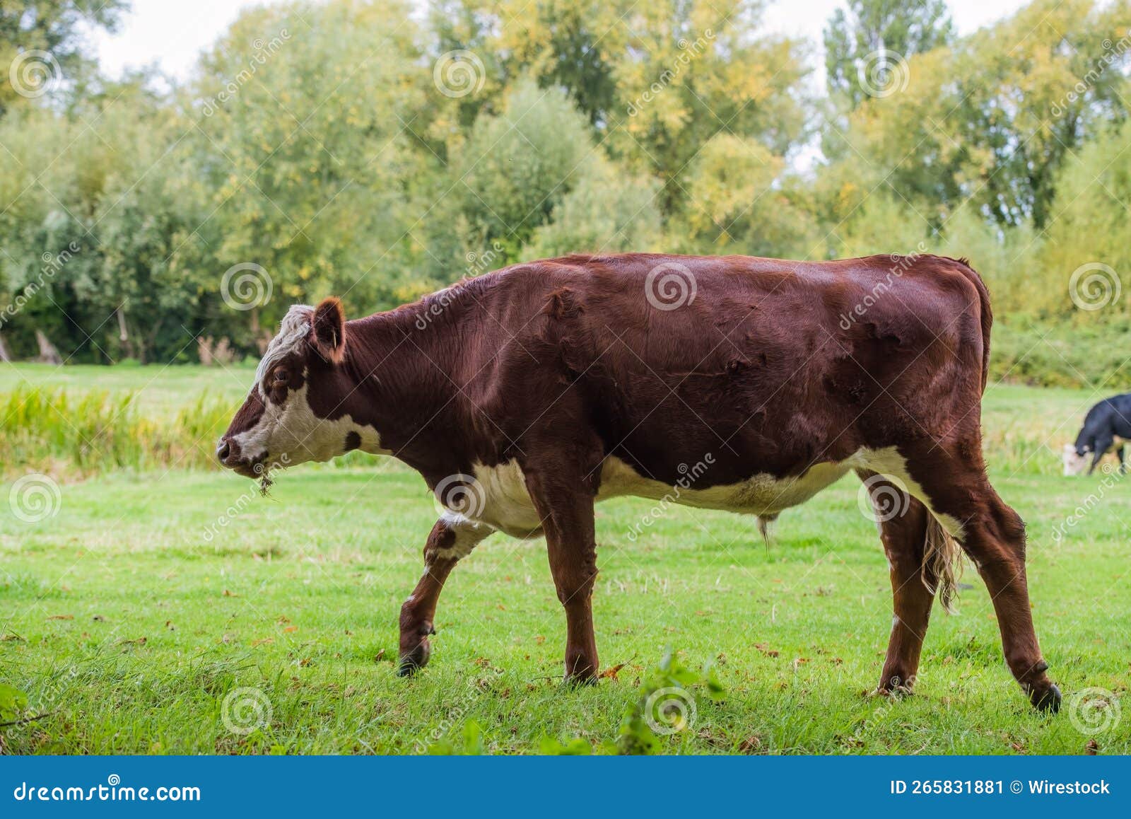 Side Part of a Cattle (Bos Taurus) Walking through the Grass in the ...