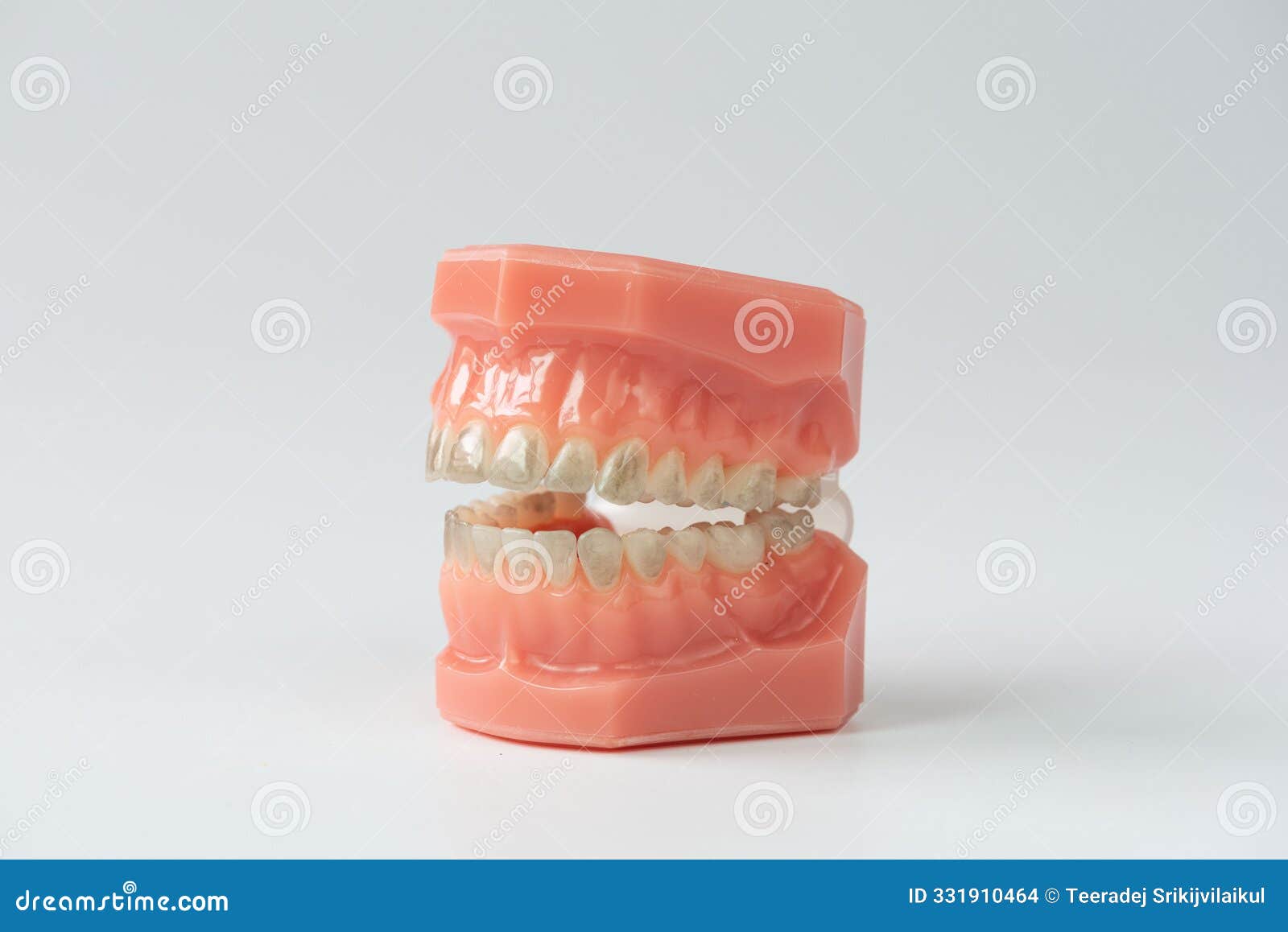 Side View of Dental Model stock photo. Image of dental - 331910464