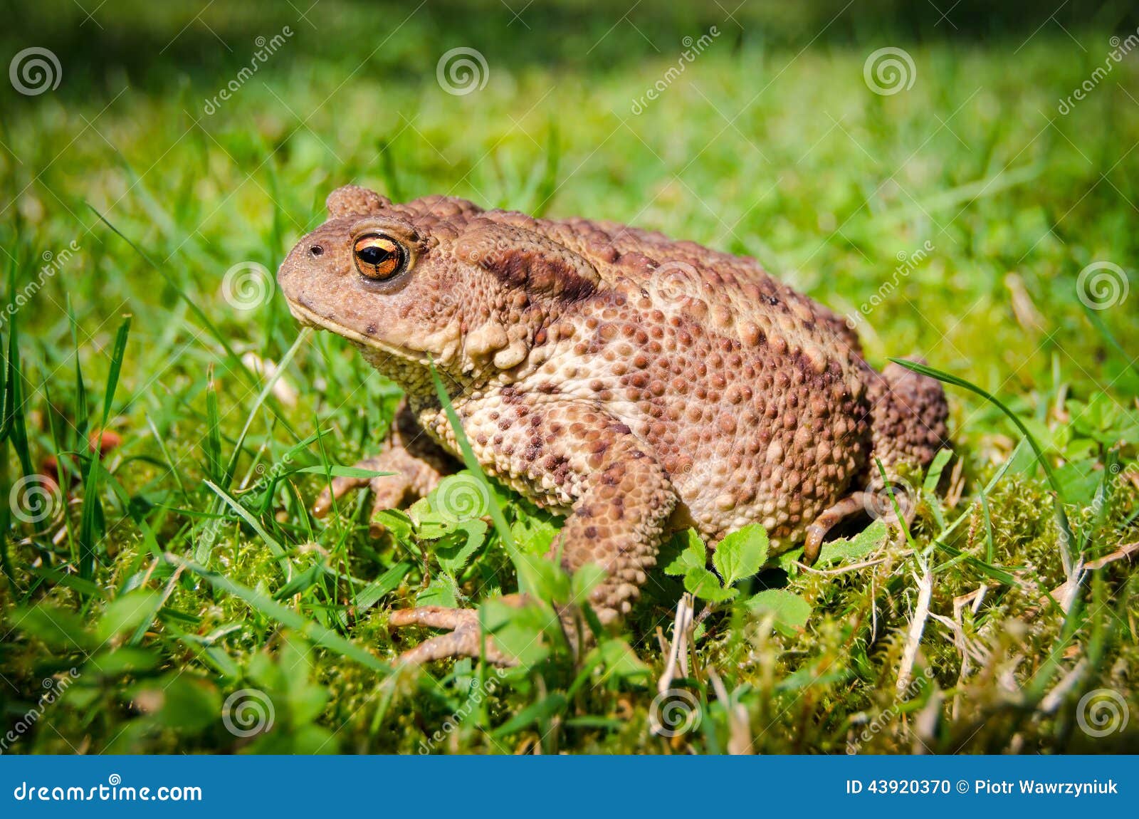 Side Photo of European Toad Stock Photo - Image of gray, european: 43920370