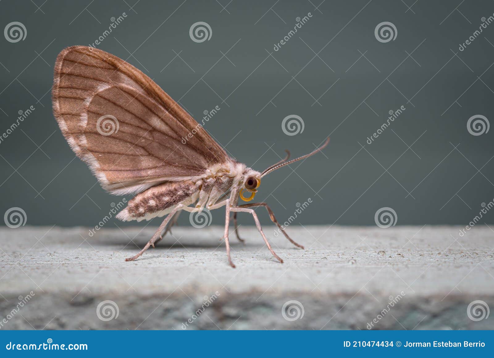 Side Photo of a Moth Perched on the Wall Stock Photo - Image of detail ...