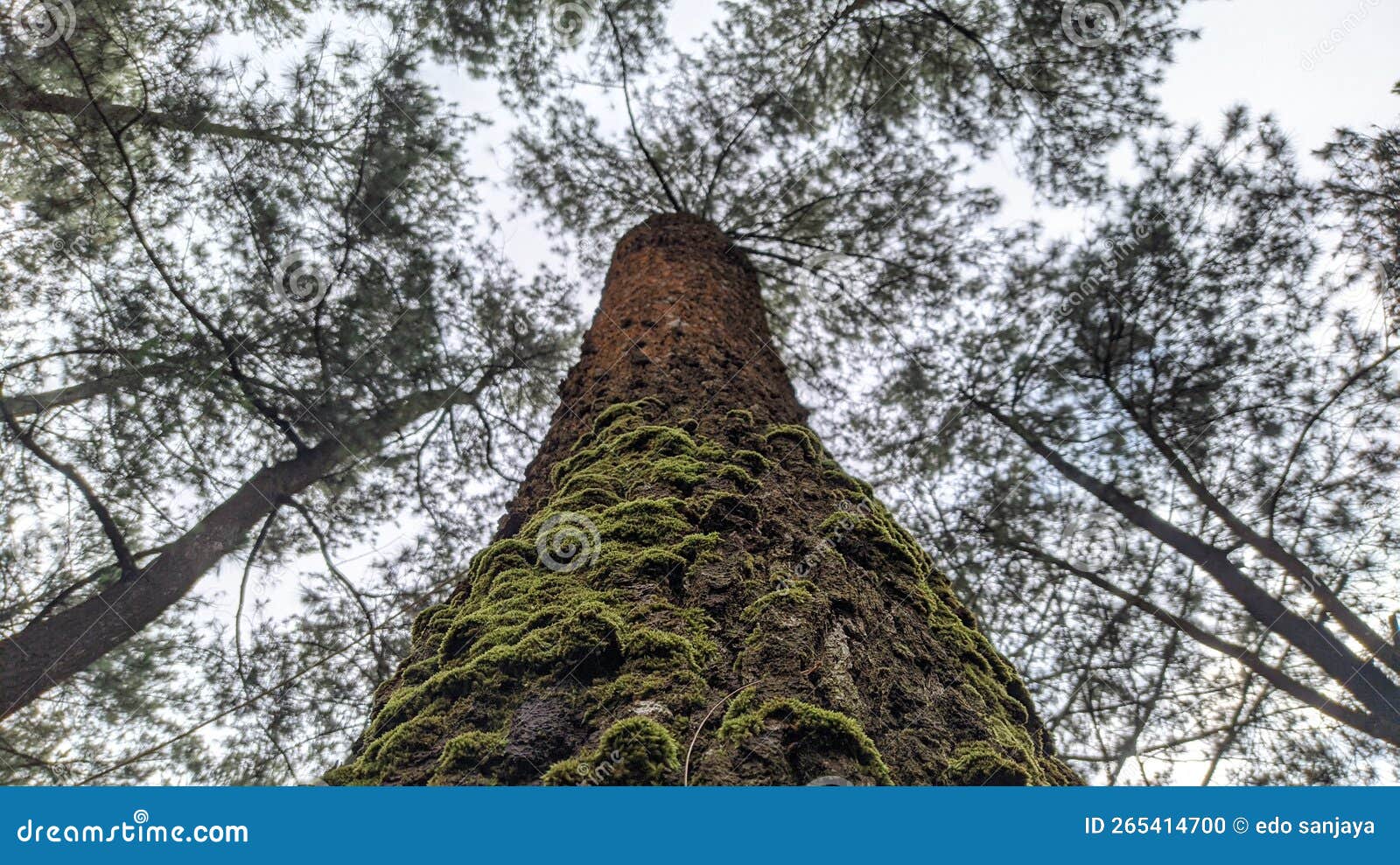 Side of a Pine Tree from the Ground with a View of Leaves, Branches and ...
