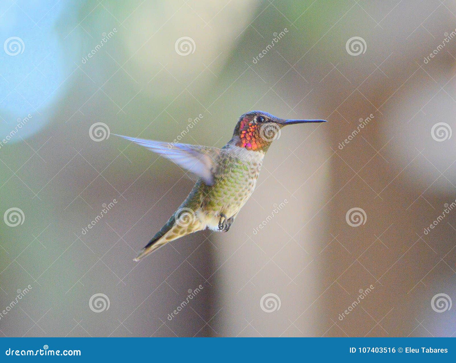 A Side Point of View of a Humming Bird Flying Stock Photo - Image of ...