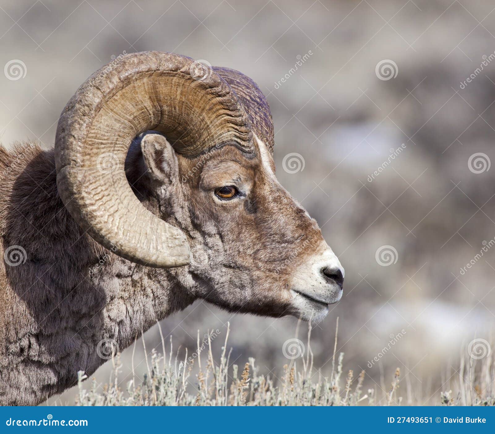 Portrait of Big Horn Ram Sheep Wildlife Stock Image - Image of ...
